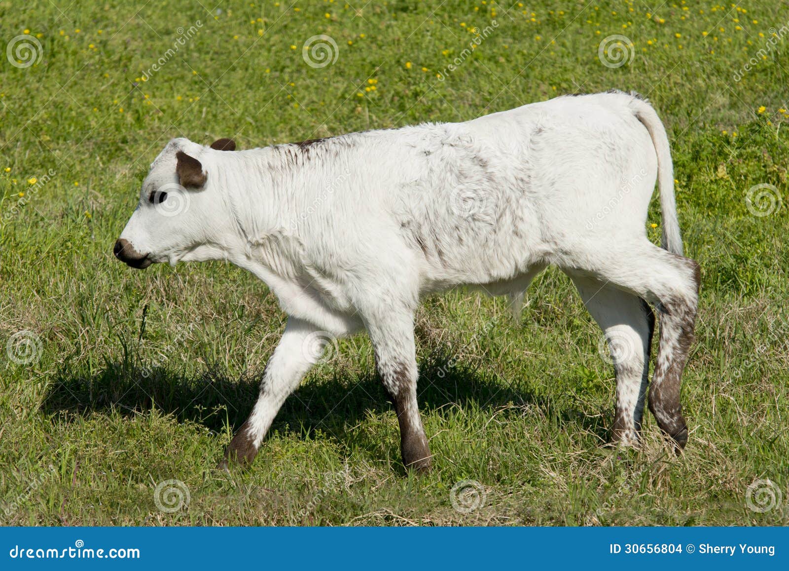 Longhorn Calf stock photo. Image of farming, yellow, farmland - 30656804