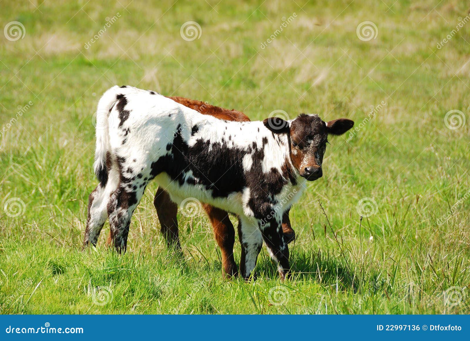 Longhorn Calf Pair stock photo. Image of grass, grazing - 22997136