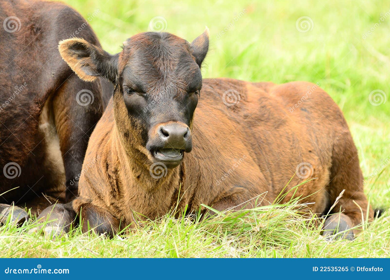 Longhorn Calves stock image. Image of ranch, farm, texas - 22535265
