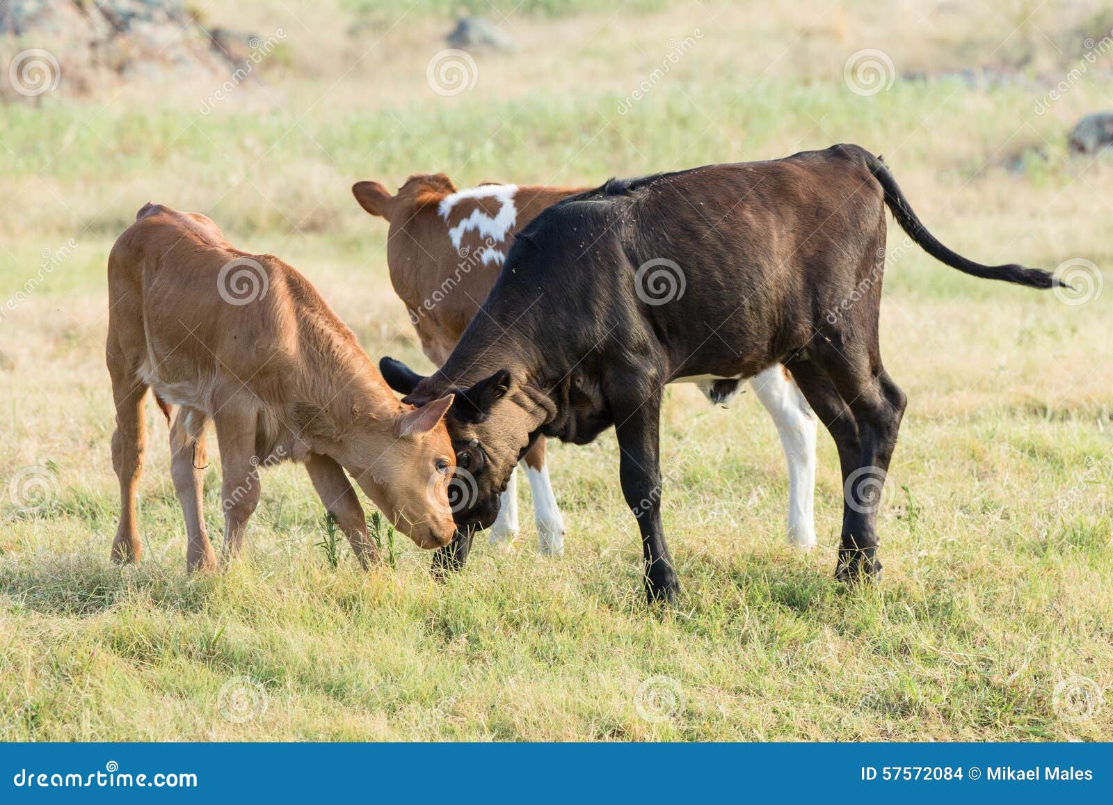 Longhorn Calves at Playing Wild Stock Photo - Image of grazes, stands ...