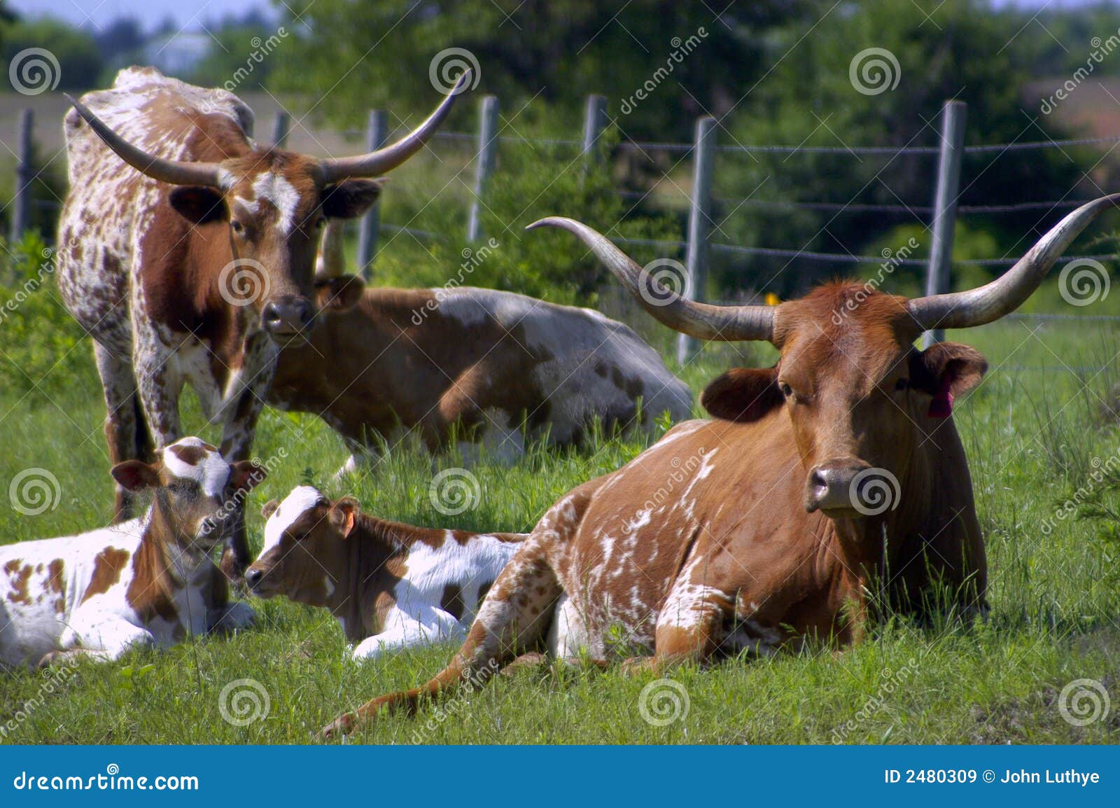 Longhorn Cattle stock image. Image of animals, cattle - 2480309