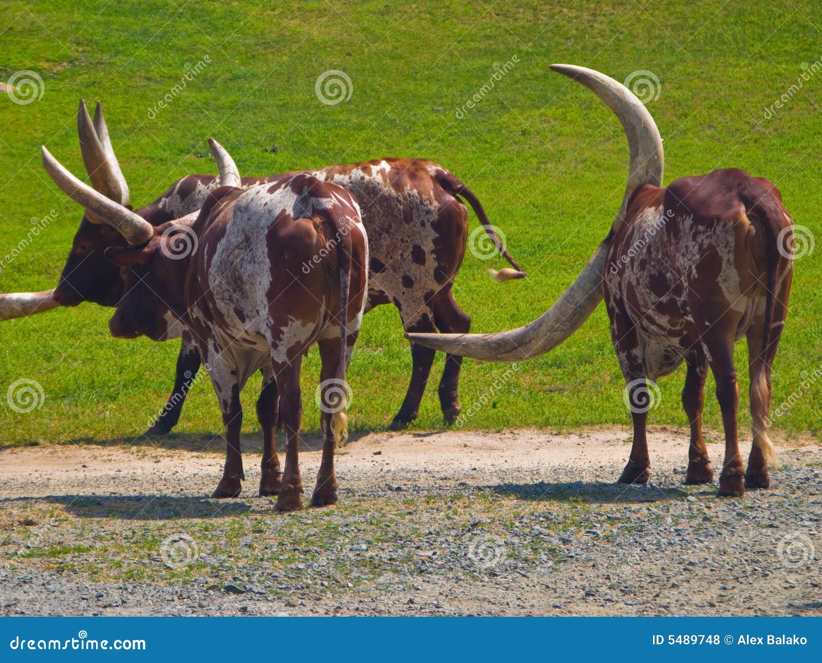 Longhorn Cattle stock photo. Image of natural, green, three - 5489748