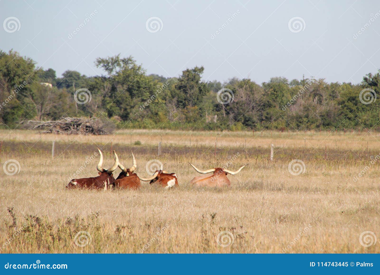 Longhorn cattle in field stock image. Image of daytime - 114743445
