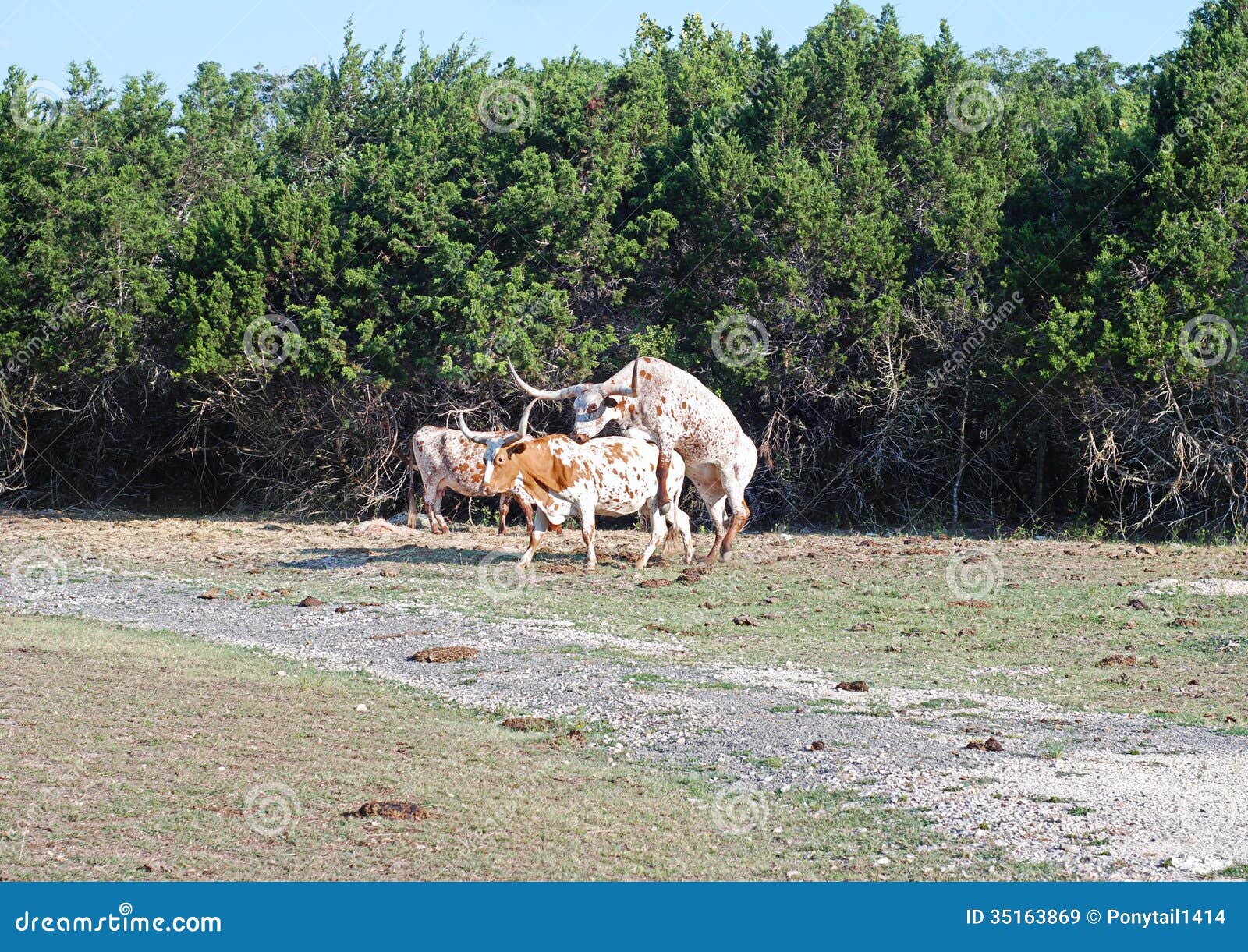 Longhorn Cattle Mating stock image. Image of livestock - 35163869