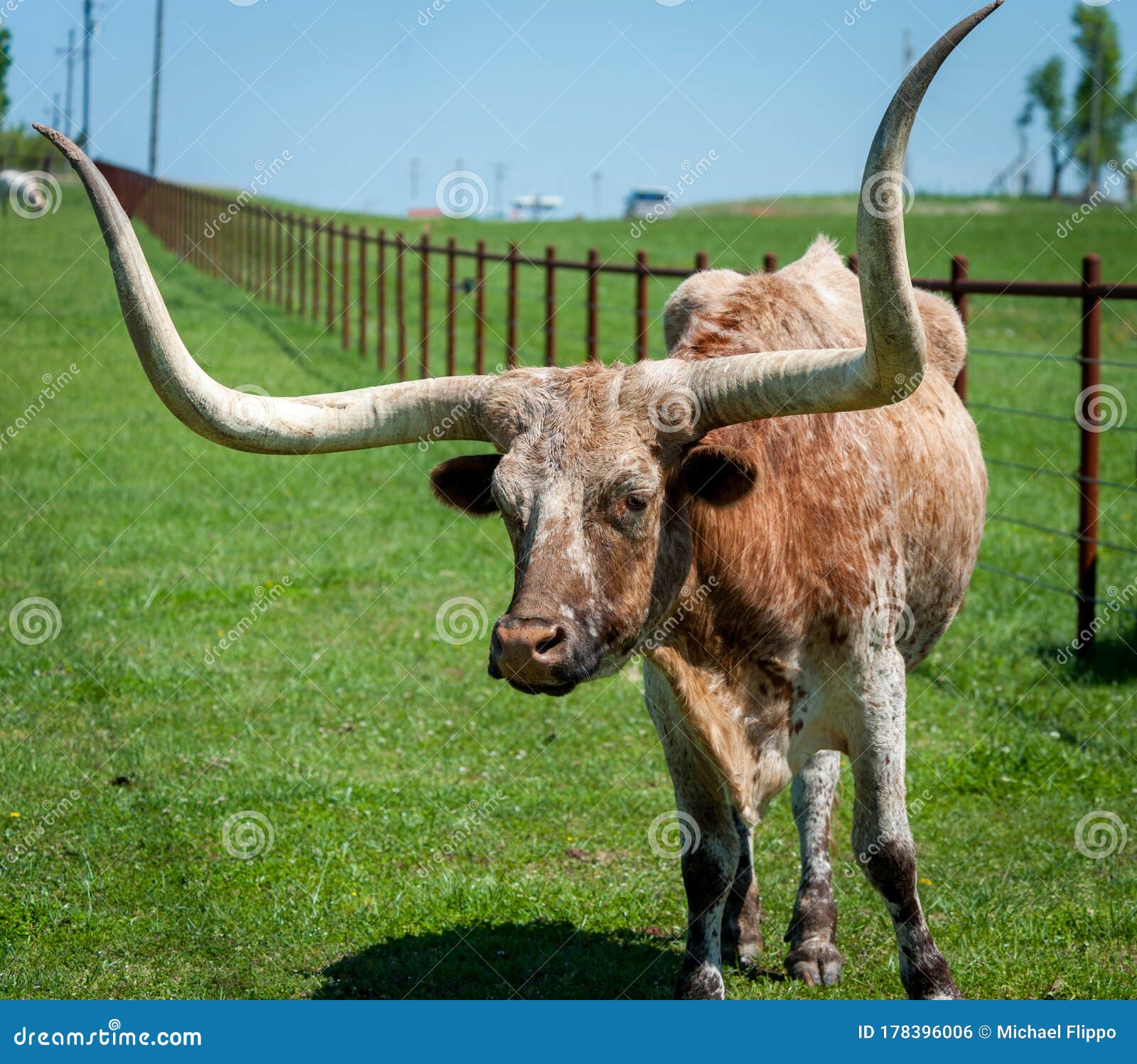 Longhorn Cattle on Pasture at Ranch Stock Photo - Image of huge, grass ...