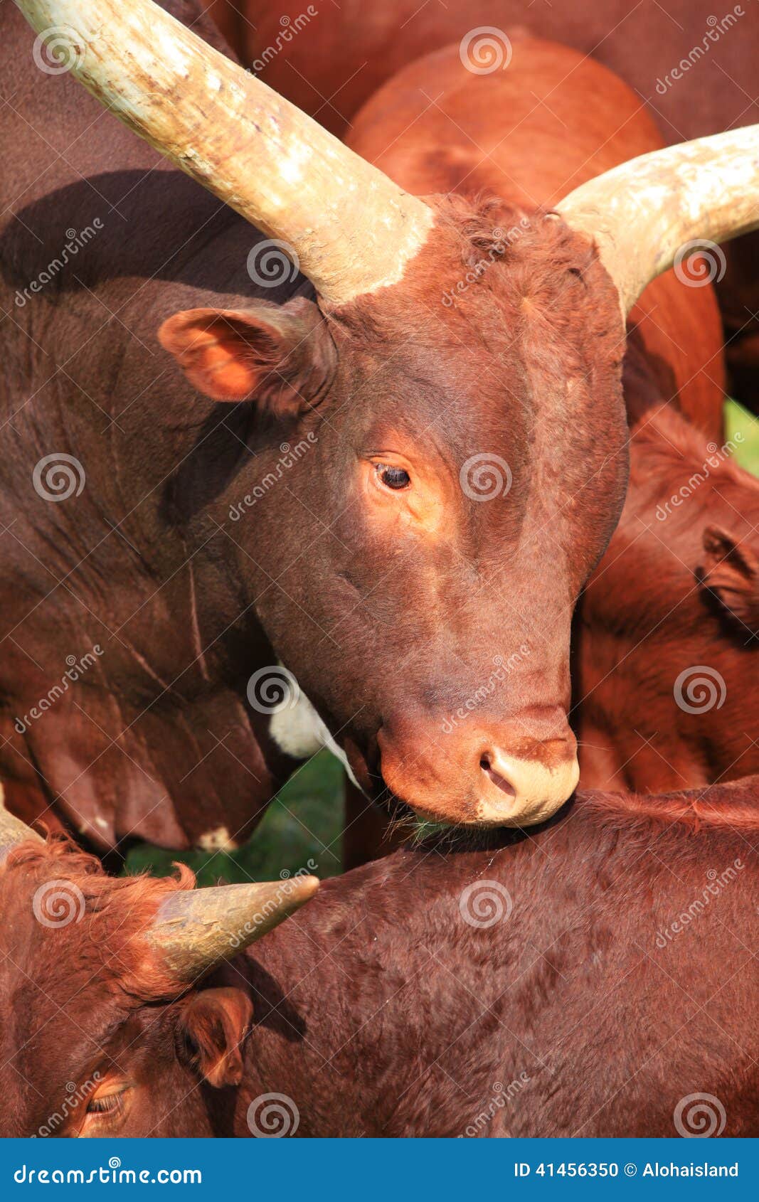 Longhorn Cattle Steer stock photo. Image of close, texas - 41456350