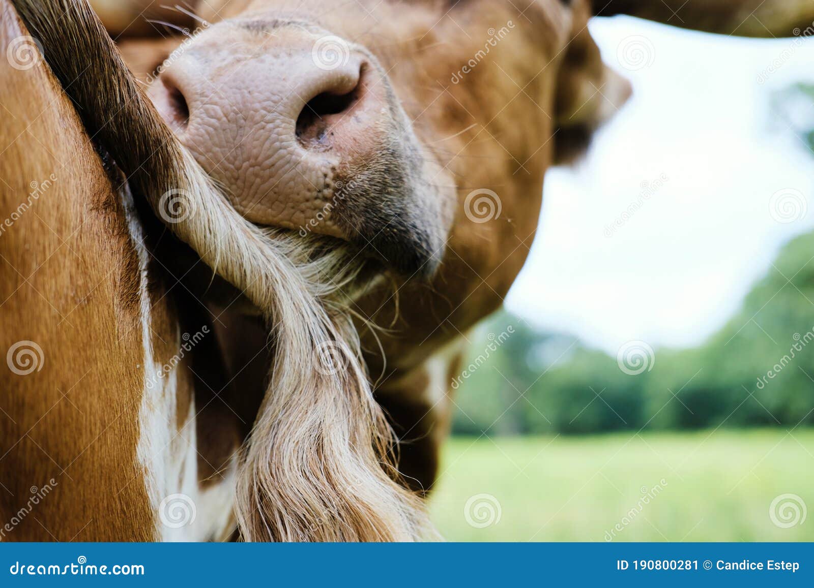 Longhorn cow chewing tail stock image. Image of longhorn - 190800281