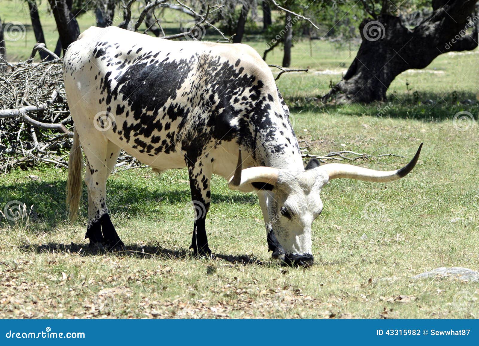 Longhorn Cow on Texas Ranch Stock Photo - Image of beef, graze: 43315982