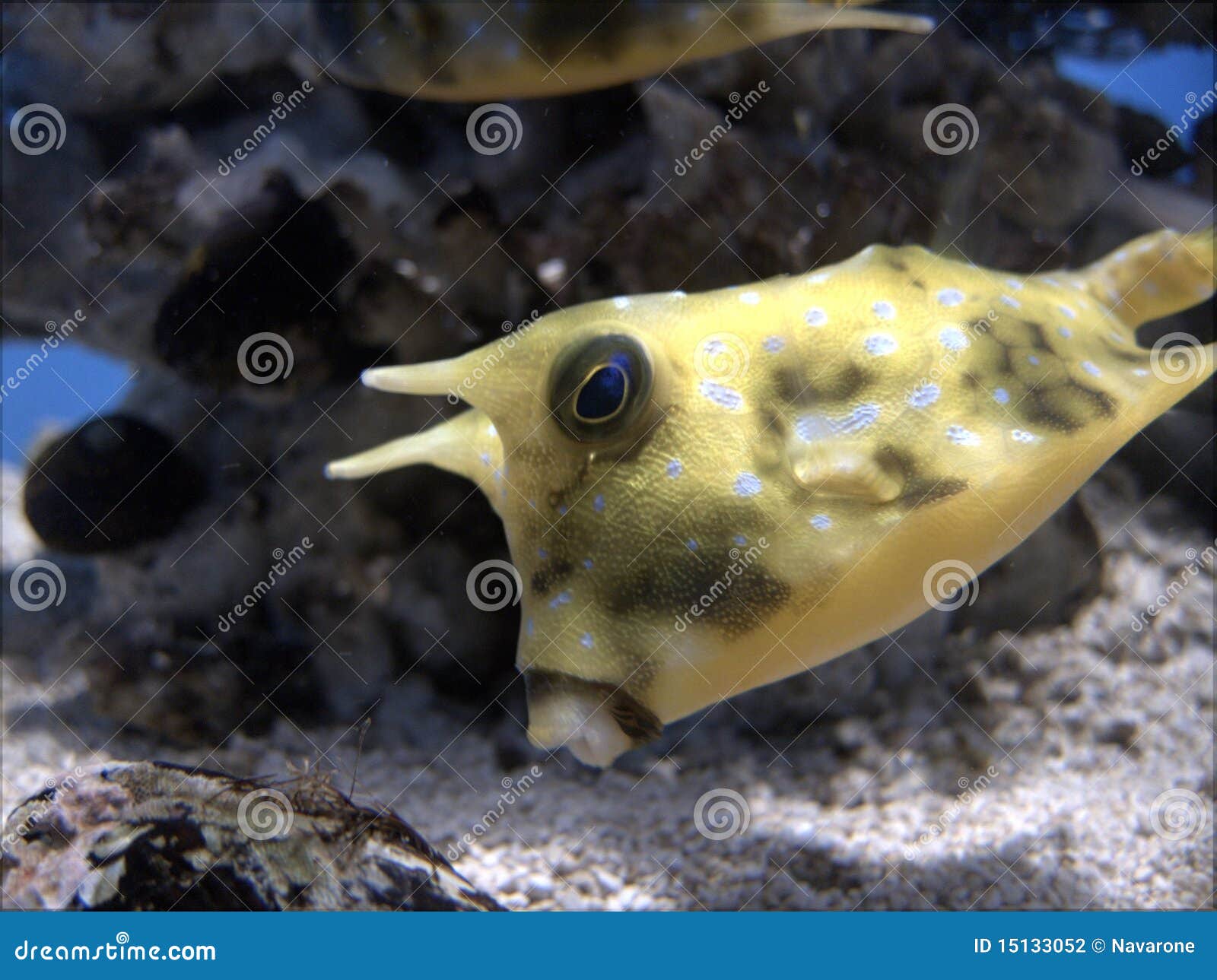 Longhorn cowfish stock photo. Image of unusual, longhorn - 15133052