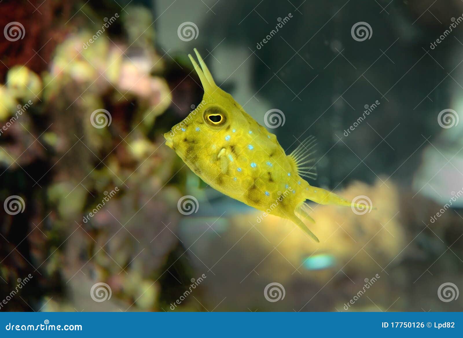 Longhorn cowfish stock photo. Image of cowfish, ostraciidae - 17750126