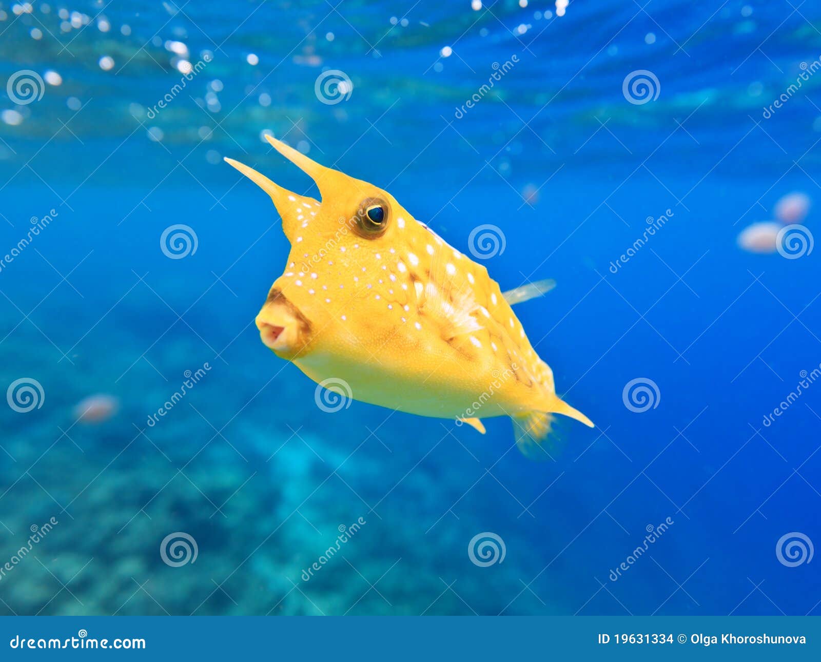 Longhorn cowfish stock photo. Image of closeup, reef - 19631334