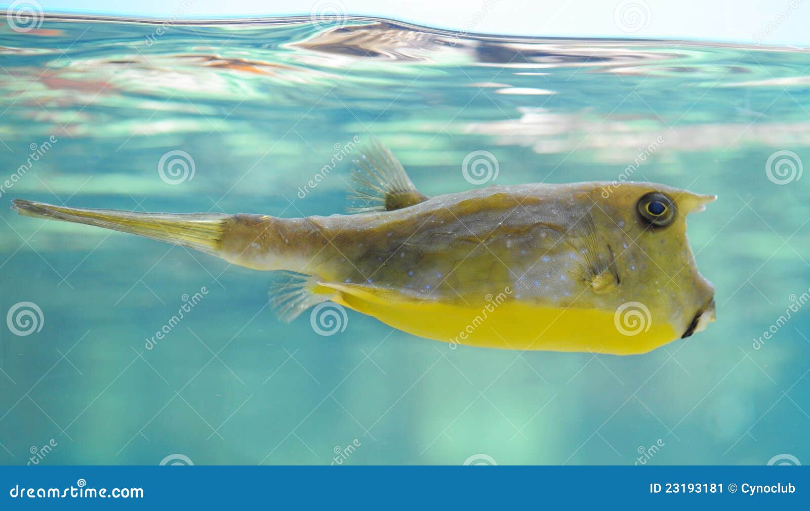 Longhorn cowfish stock image. Image of blue, fish, saltwater - 23193181