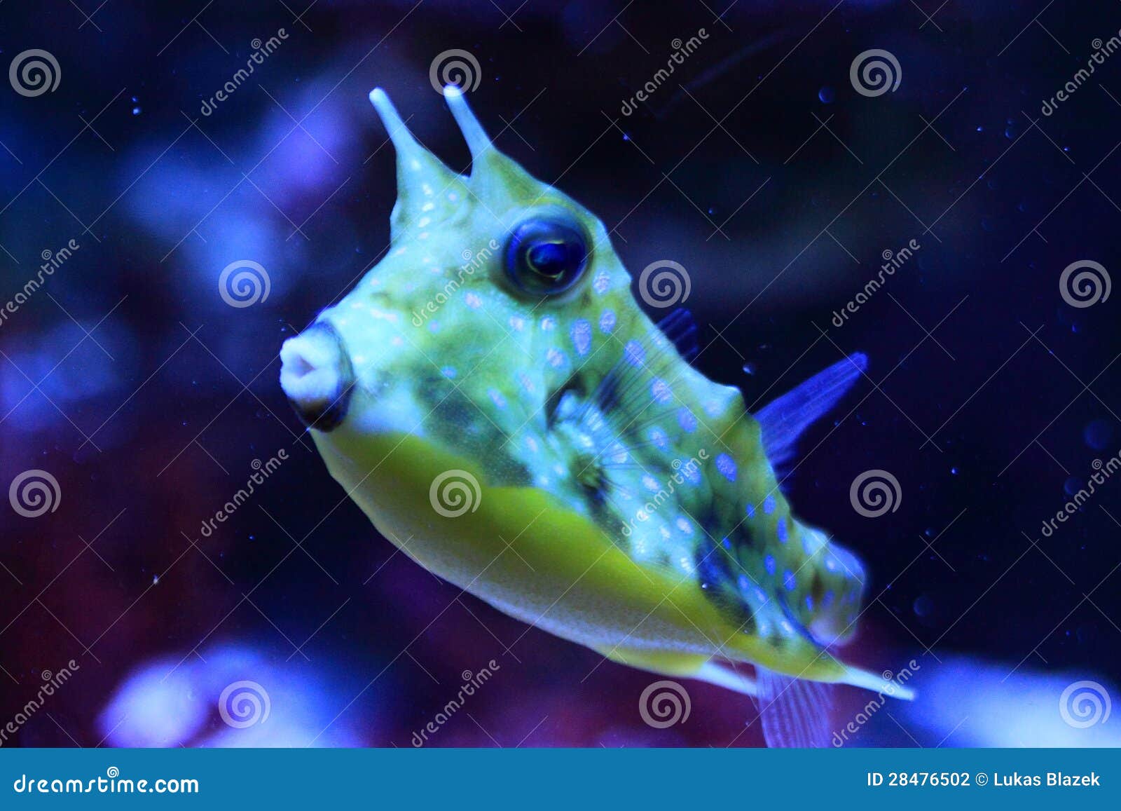 Longhorn cowfish stock photo. Image of cowfish, nature - 28476502