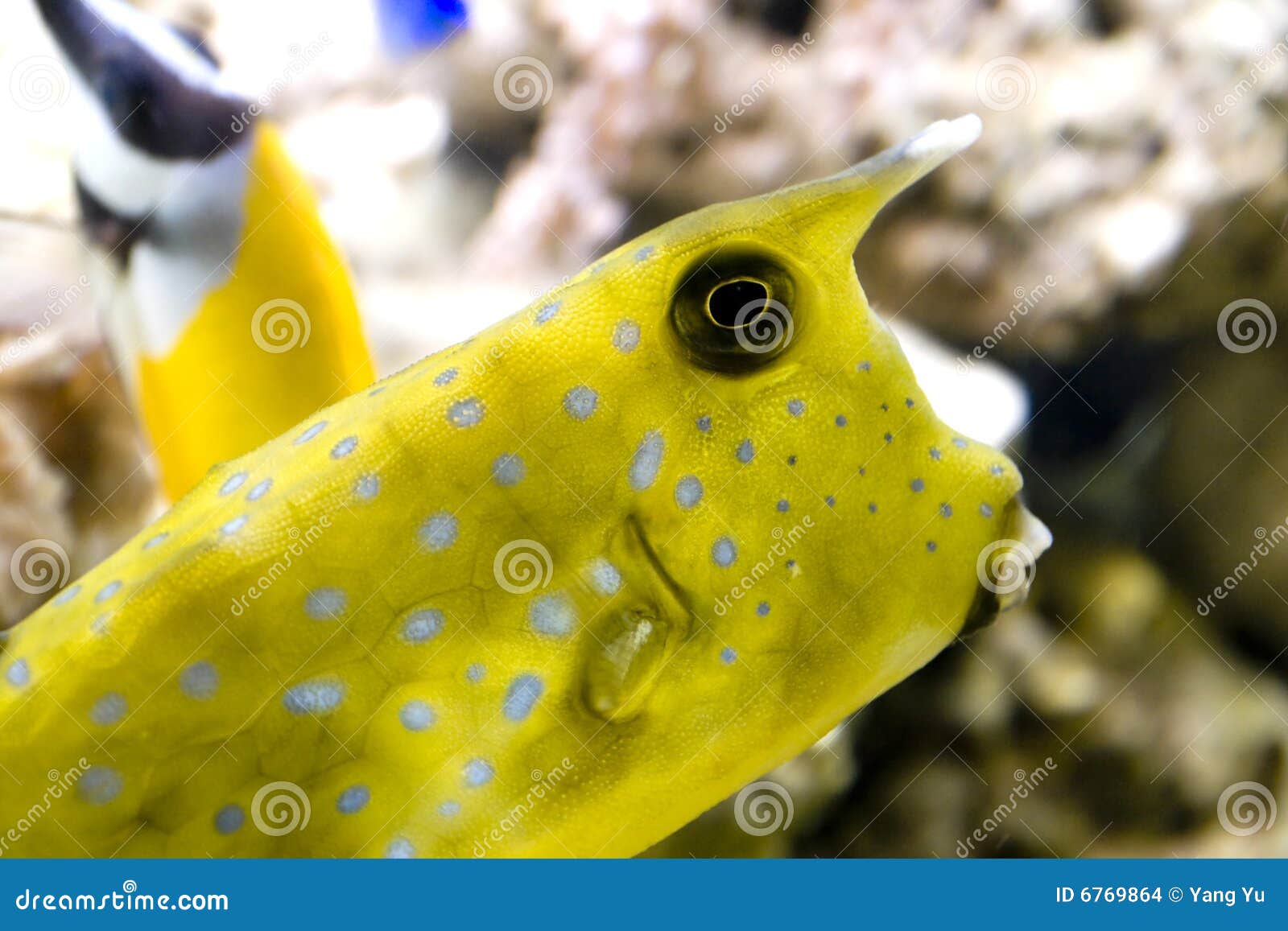 Longhorn cowfish stock photo. Image of tropic, long, color - 6769864