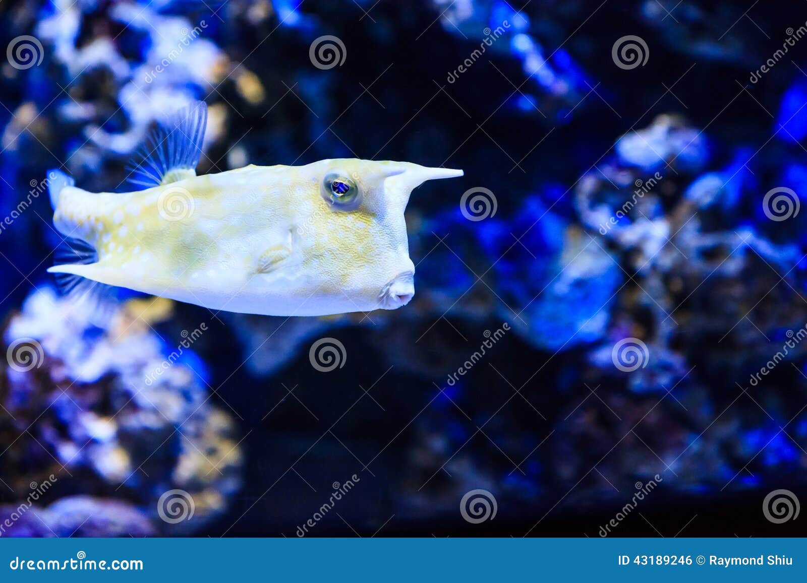 Longhorn Cowfish stock photo. Image of solo, marine, swim - 43189246