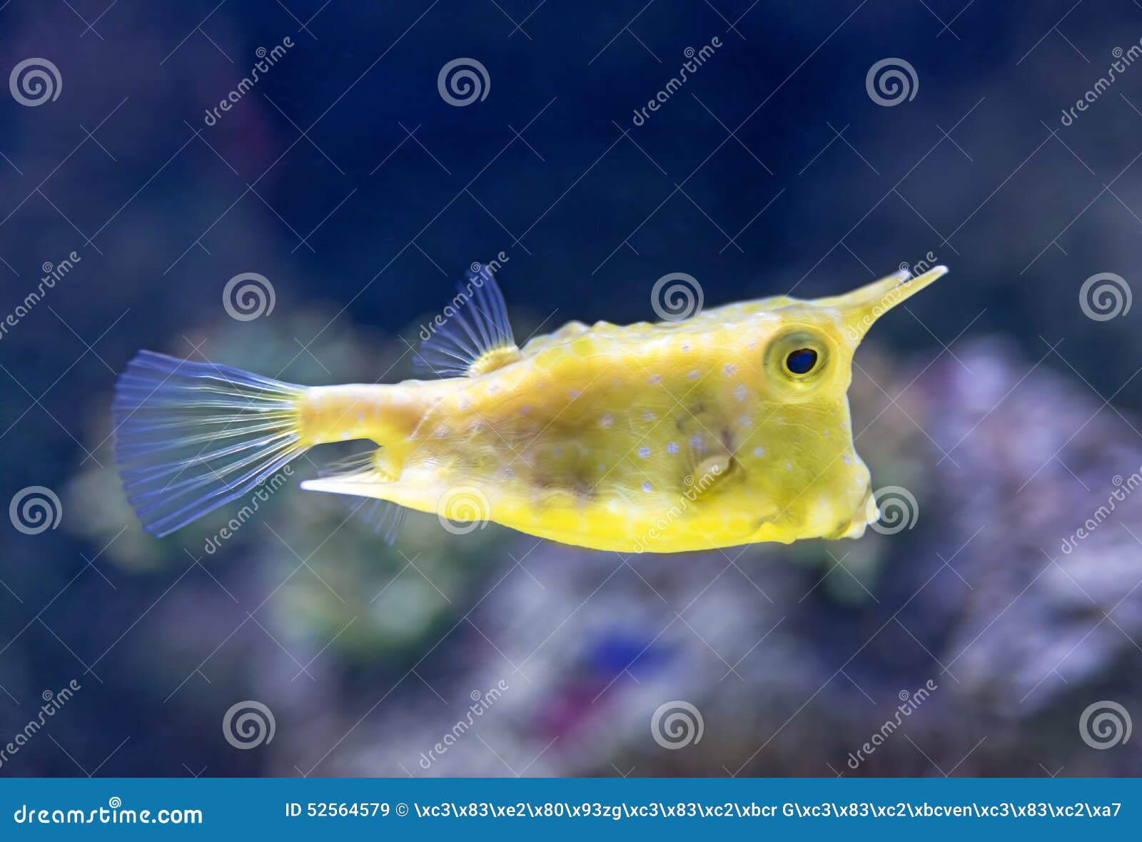 Longhorn Cowfish stock image. Image of cowfish, underwater - 52564579