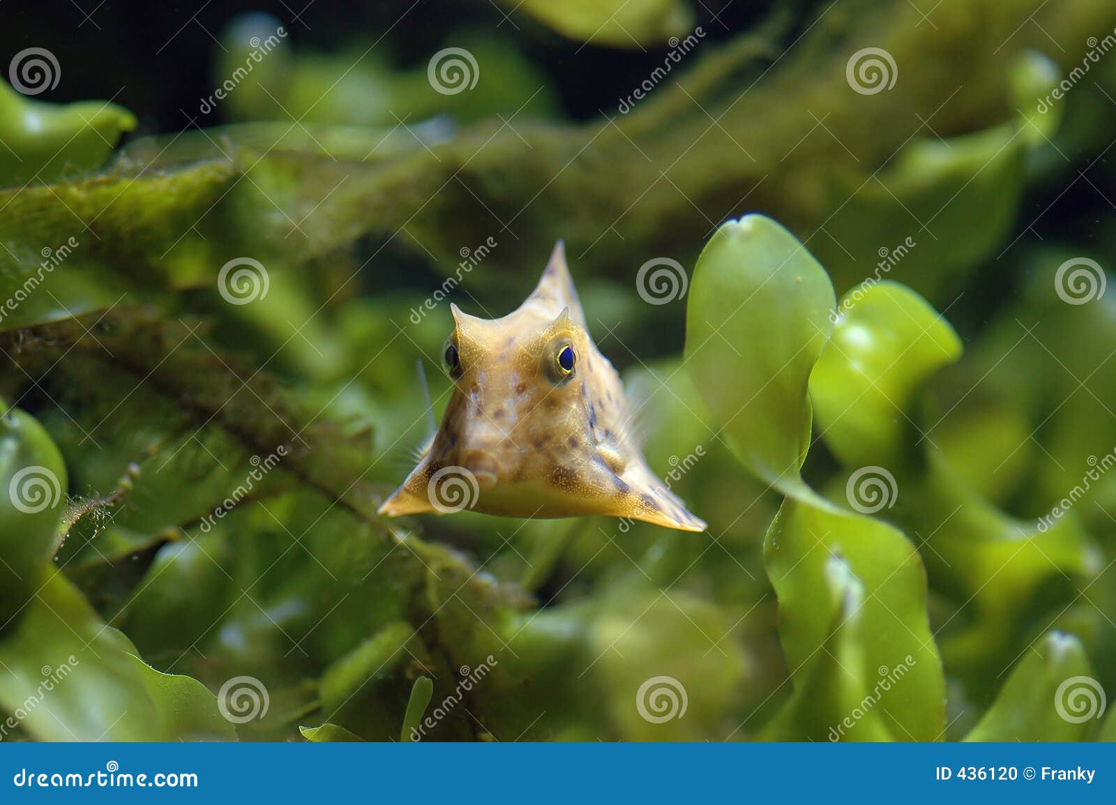 Lactoria Cornuta - Tropical Ray-wielding Fish, Common In The Indian ...