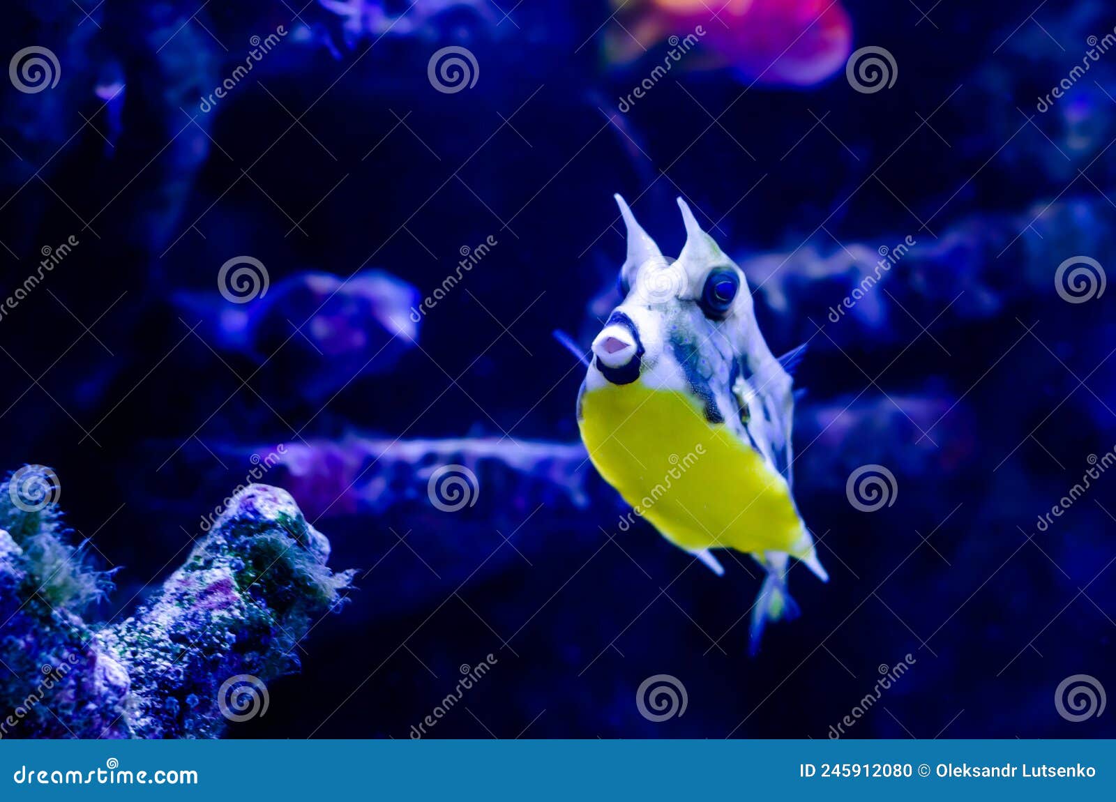 The Longhorn Cowfish Lactoria Cornuta, Also Called the Horned Boxfish ...