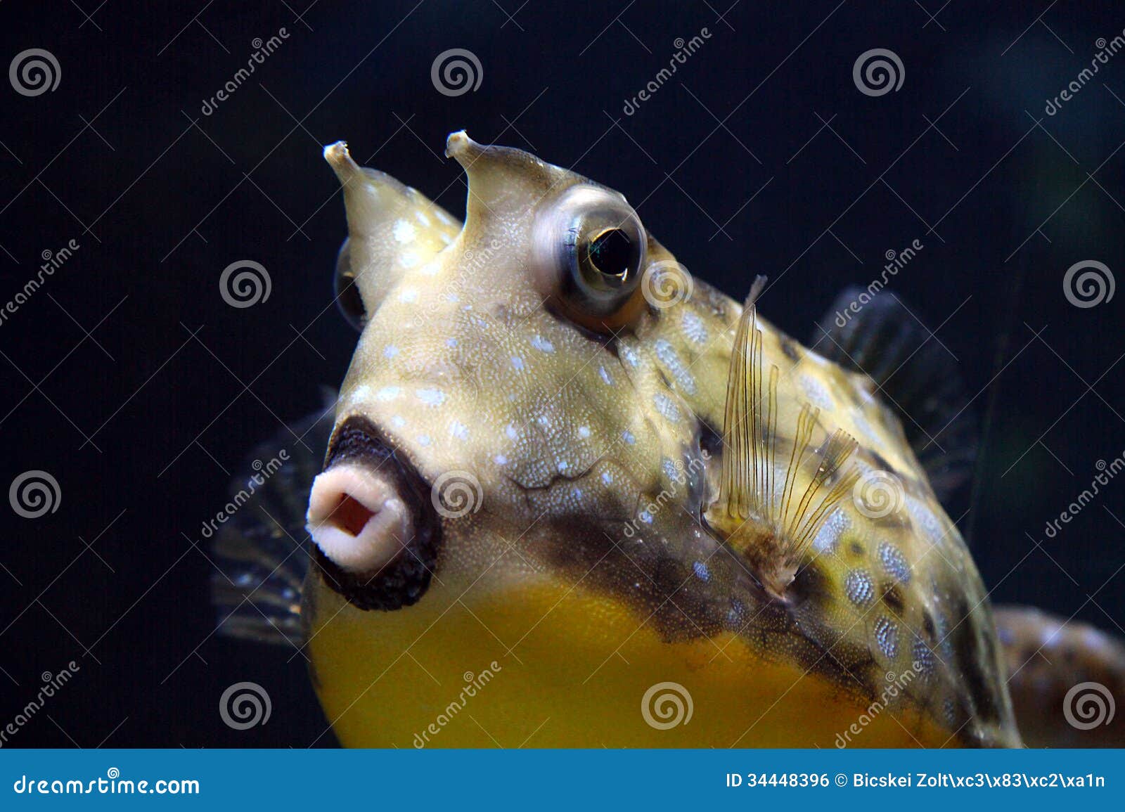 Longhorn cowfish stock photo. Image of small, marine - 34448396