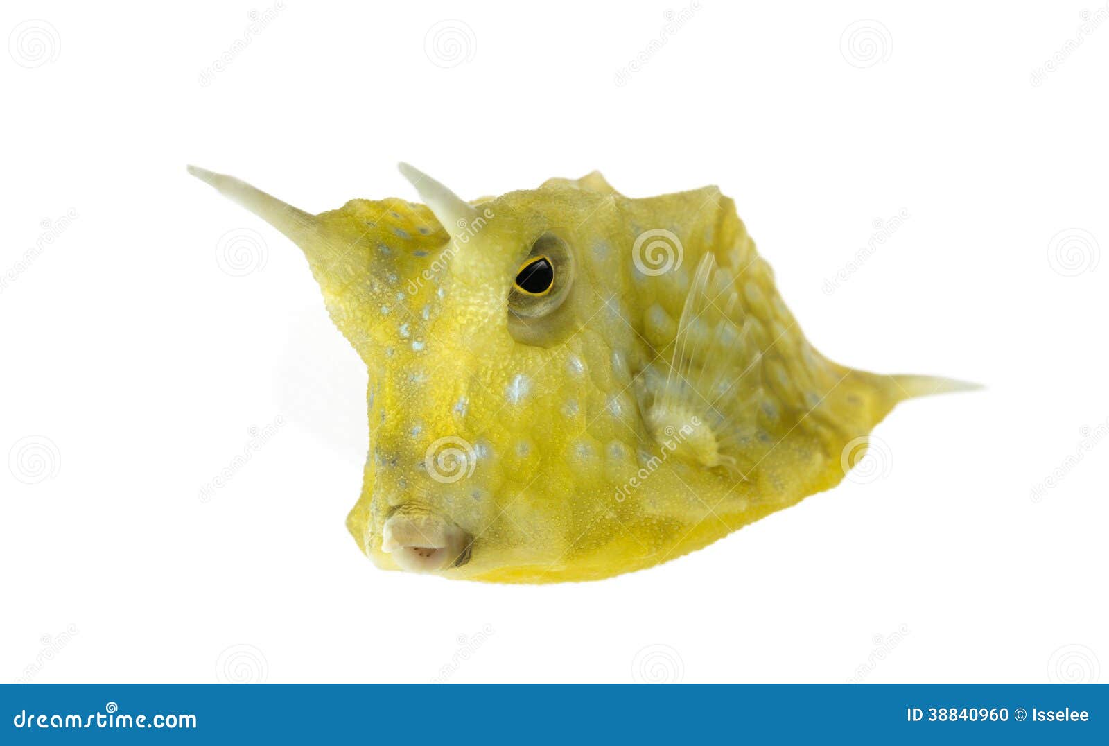 Lactoria Cornuta - Tropical Ray-wielding Fish, Common In The Indian ...