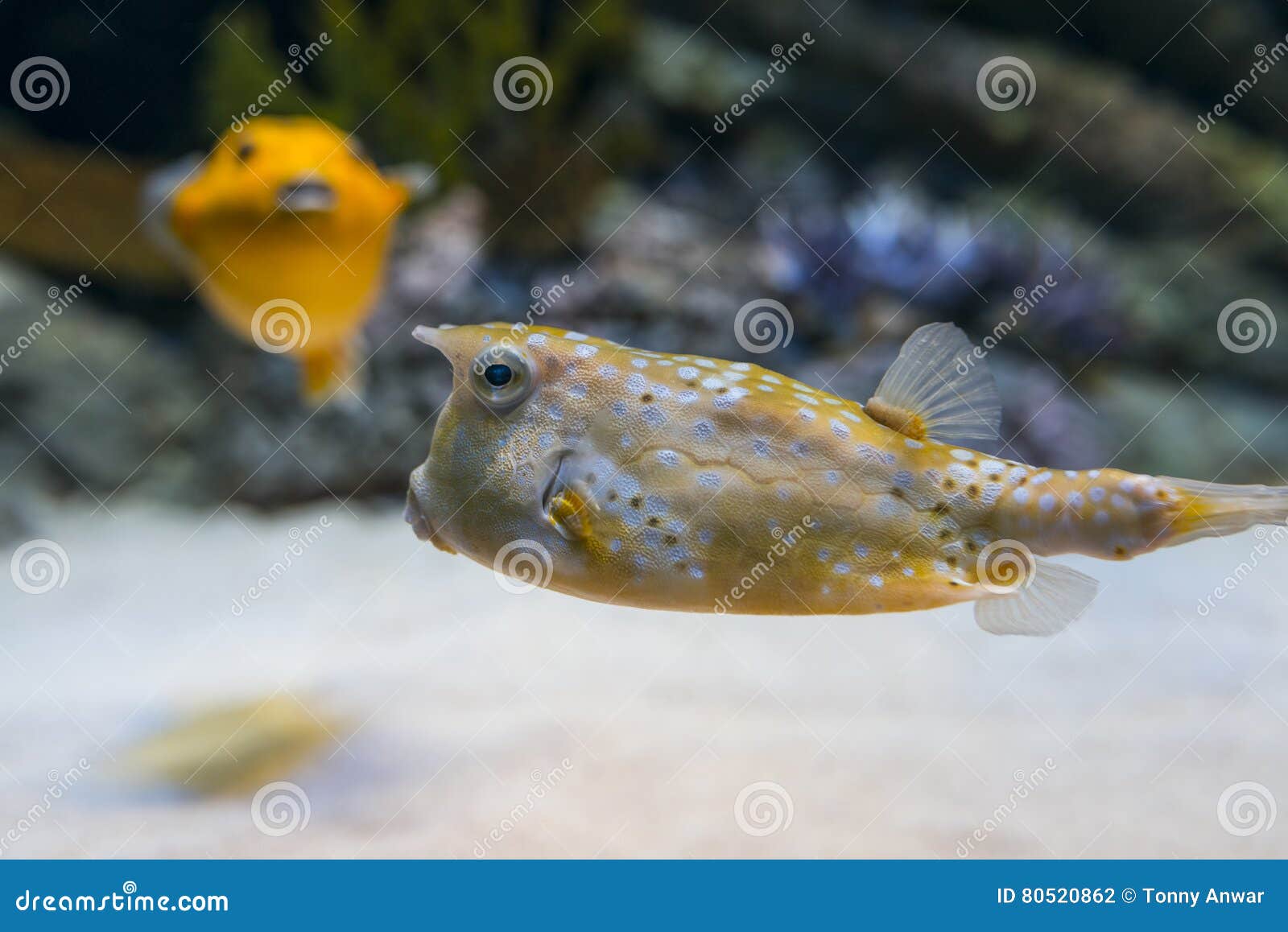 Longhorn Cowfish stock photo. Image of fish, underwater - 80520862