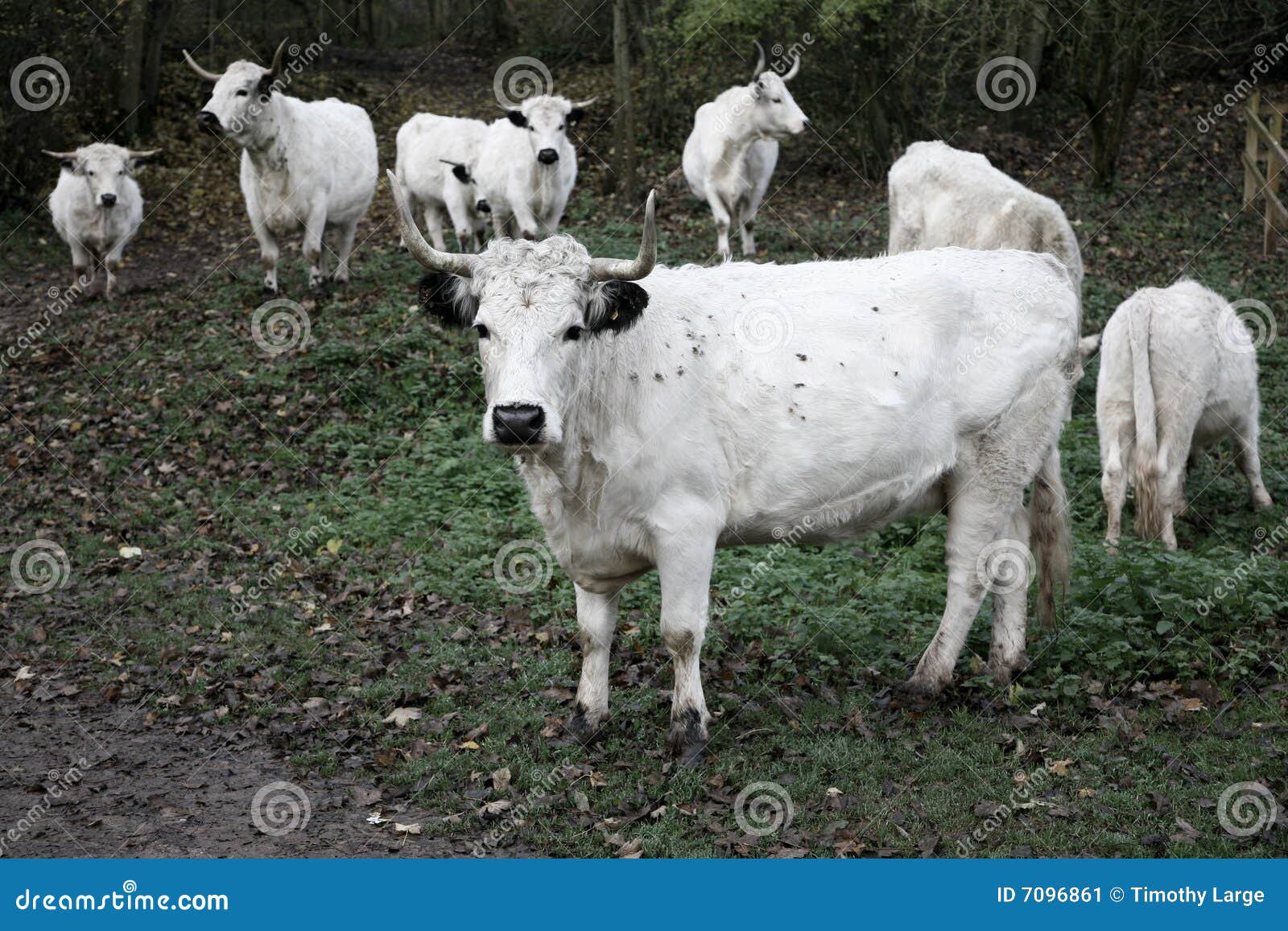 Longhorn cows stock image. Image of animal, horn, hills - 7096861