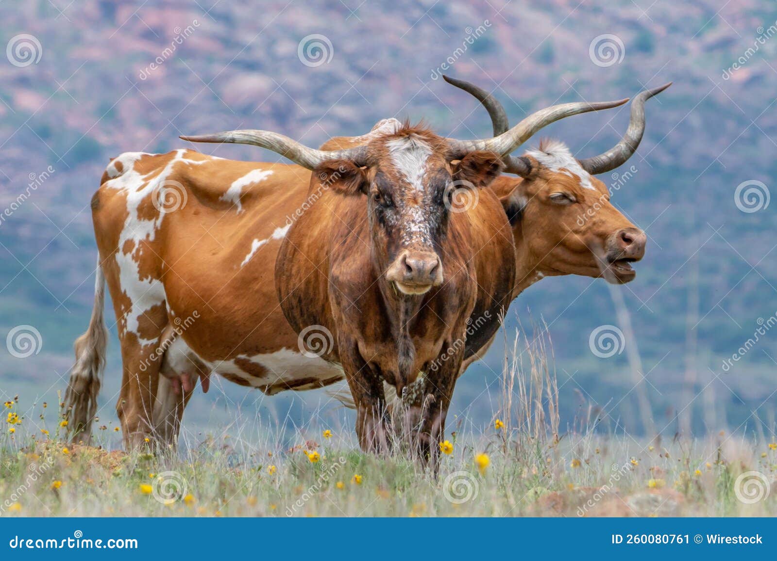 Longhorn Cows Grazing in a Field Stock Image - Image of animal, park ...