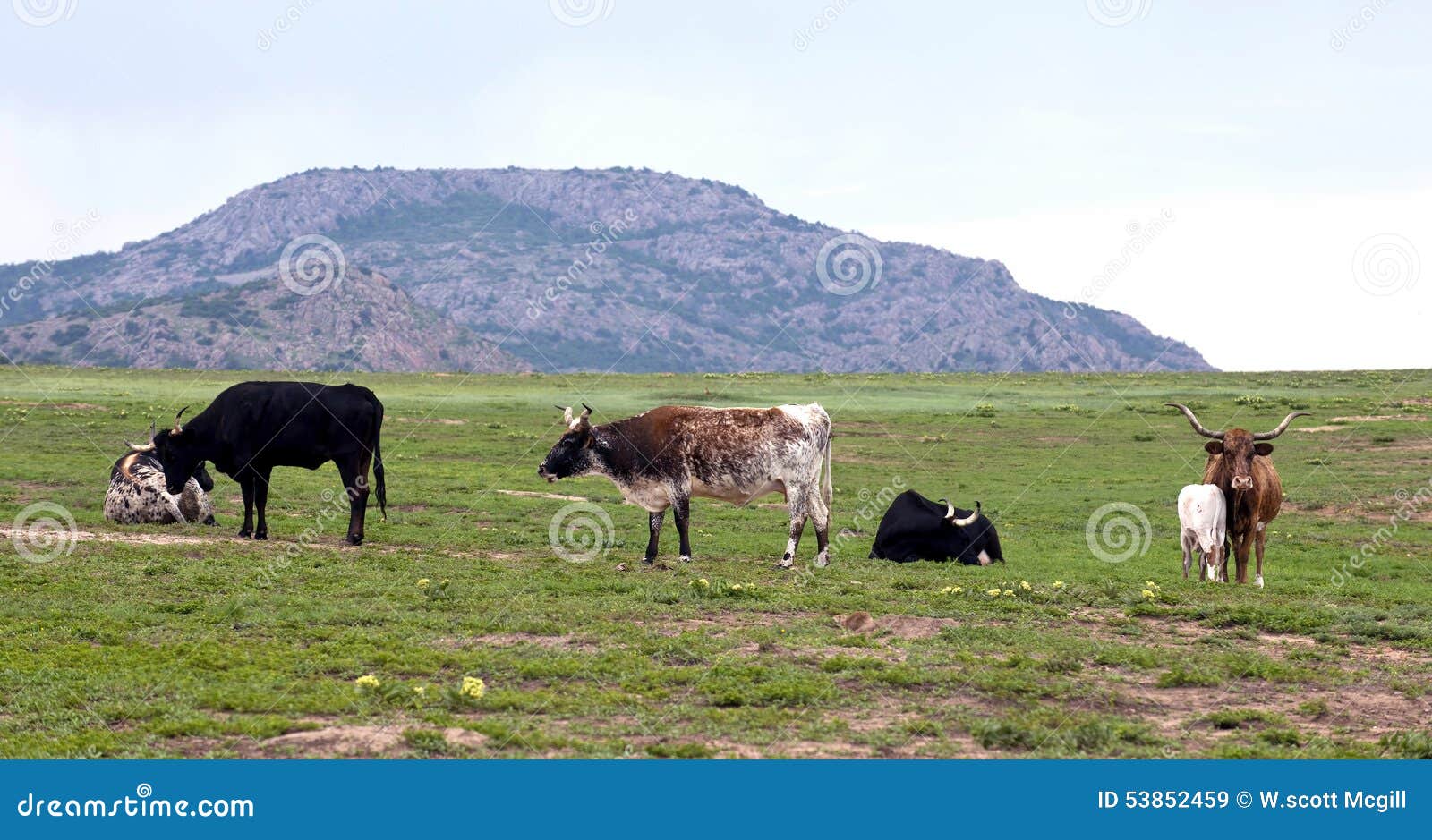 Longhorn Cows. stock image. Image of ranch, grazing, beef - 53852459
