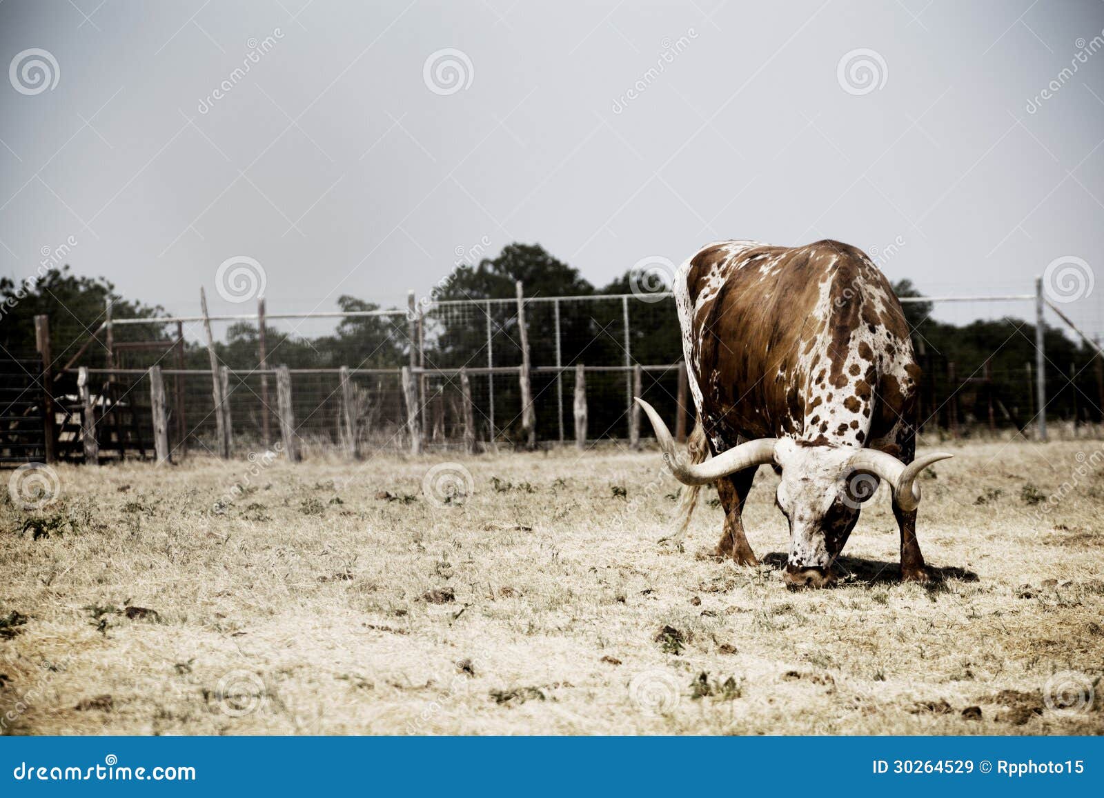 Longhorn stock image. Image of heifer, texas, horns, horn - 30264529