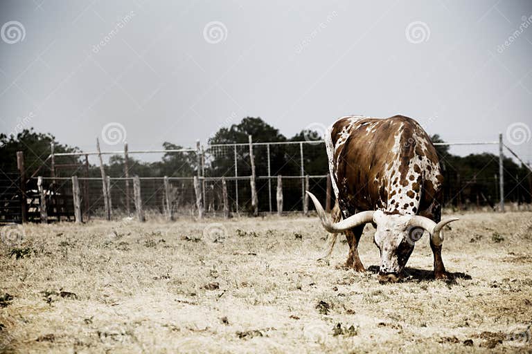 Longhorn stock image. Image of heifer, texas, horns, horn - 30264529