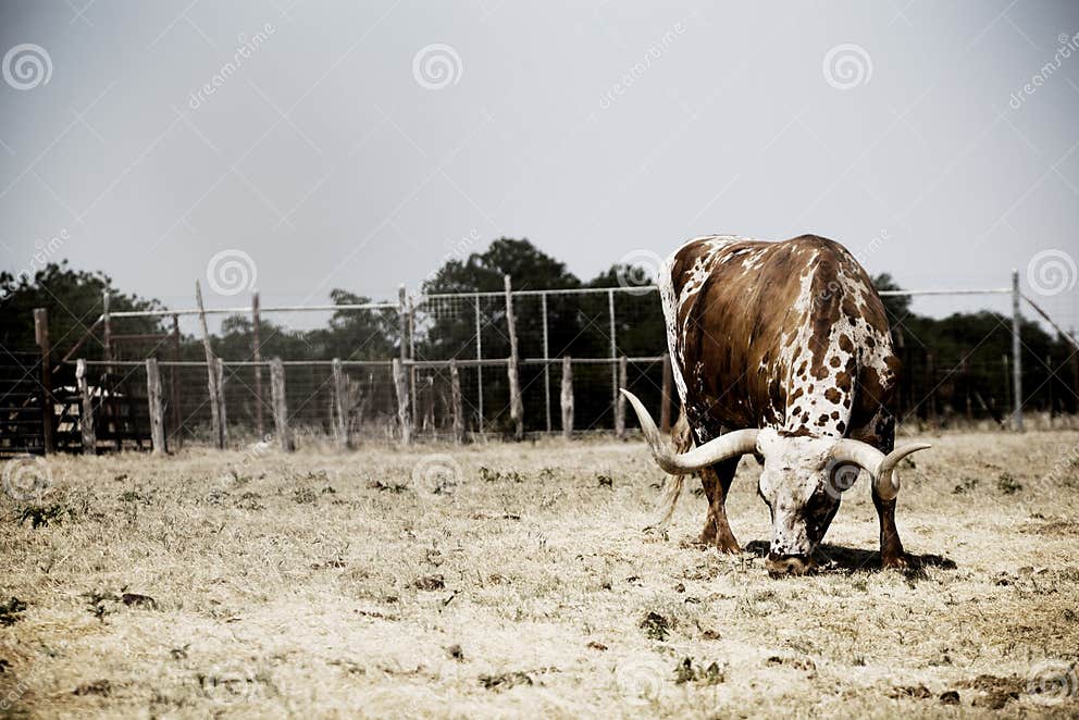 Longhorn stock image. Image of heifer, texas, horns, horn - 30264529