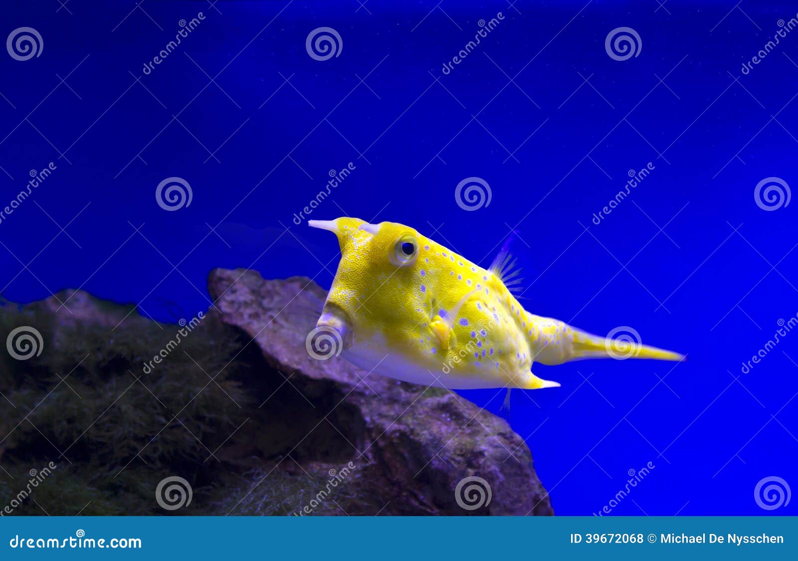 Longhorn gele Cowfish stock foto. Image of overzees, geel - 39672068