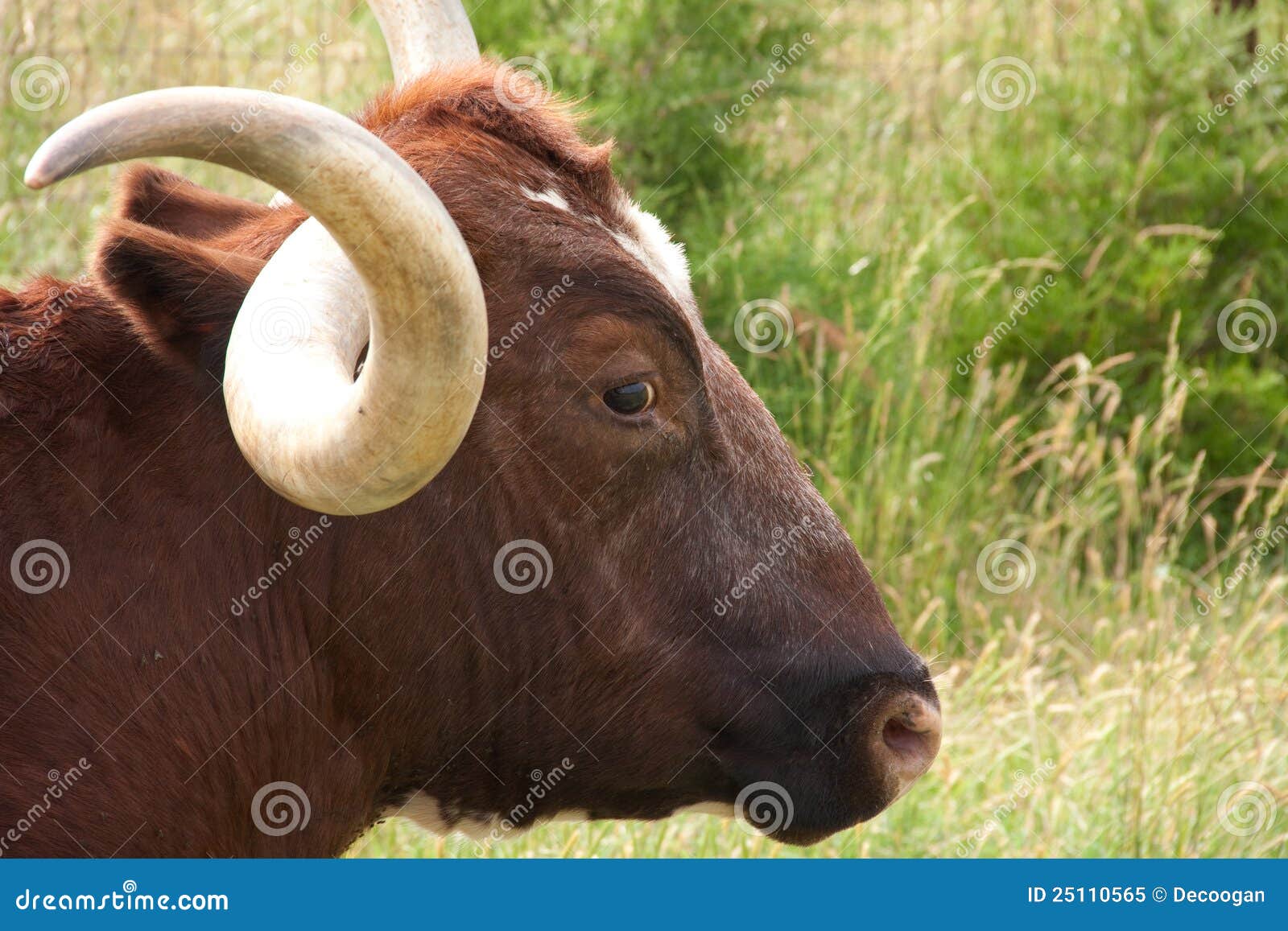 Longhorn glare stock image. Image of cattle, face, glare - 25110565