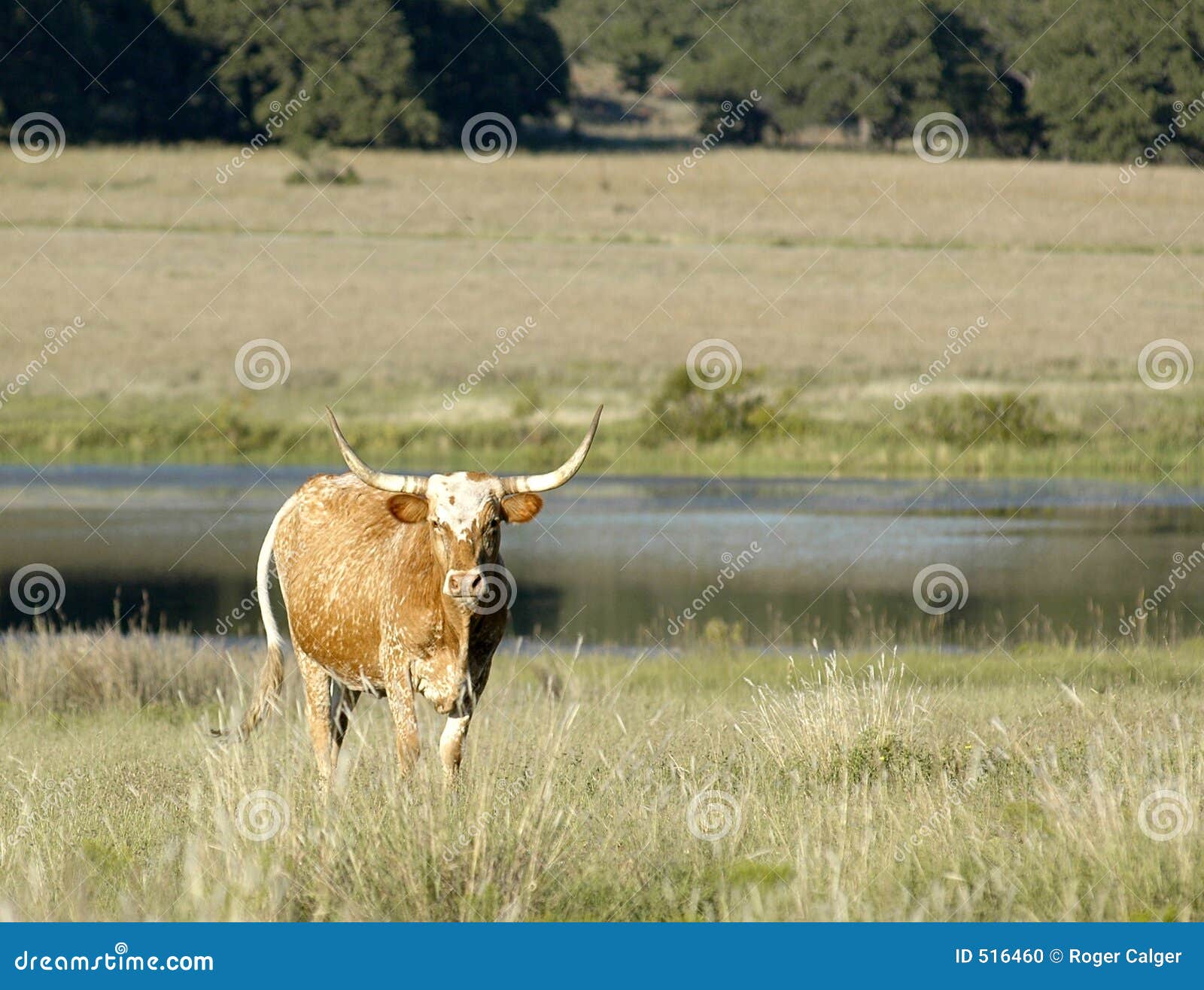 Longhorn landscape stock photo. Image of longhorn, bull - 516460