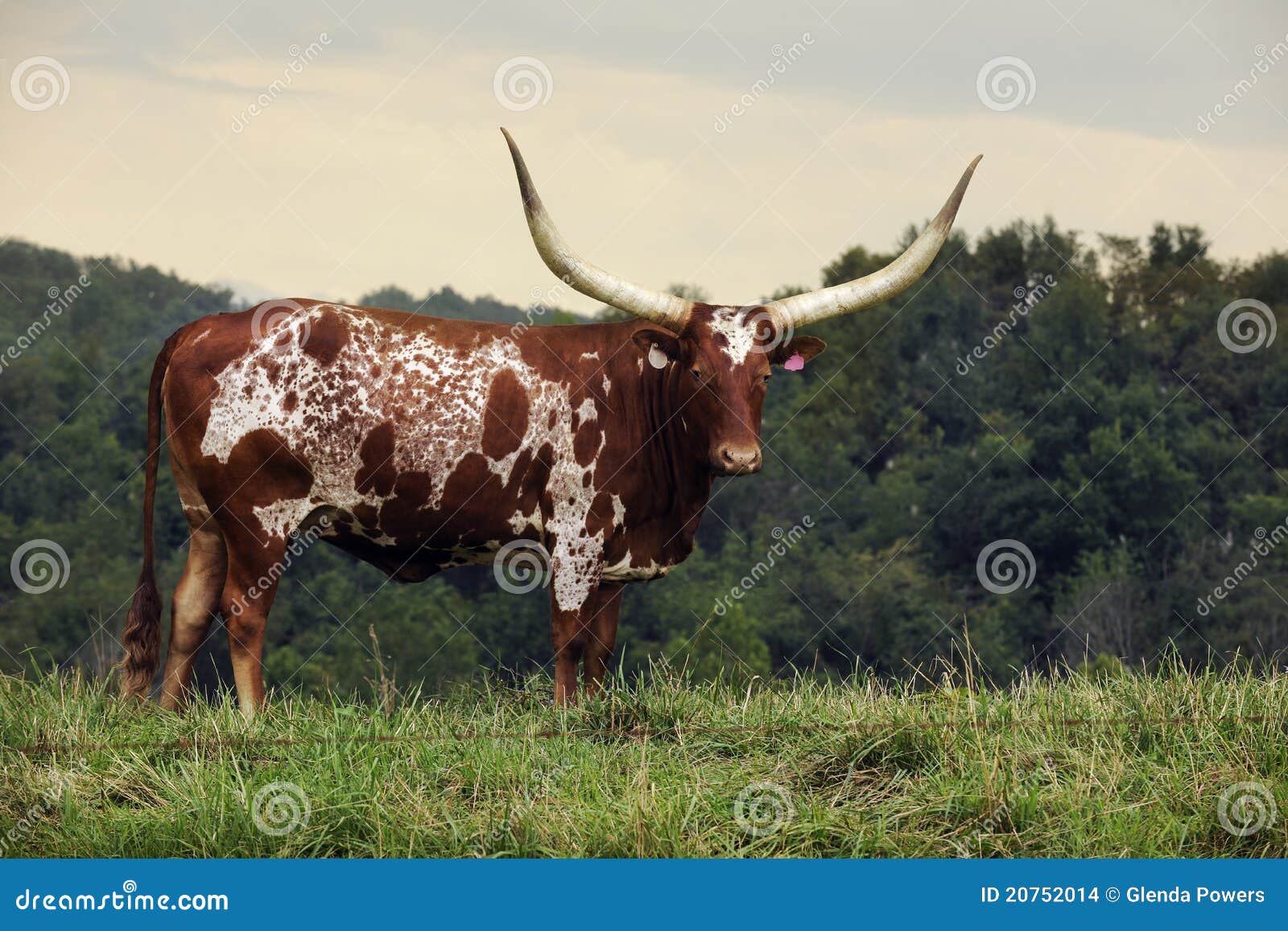 Longhorn Looking at You stock photo. Image of grassy - 20752014