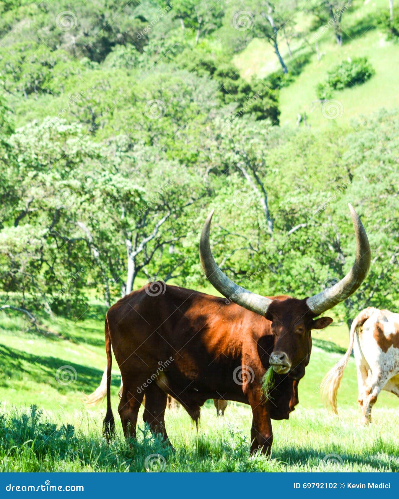 LONGHORN-OCHSE stockfoto. Bild von essen, texas, ochse - 69792102