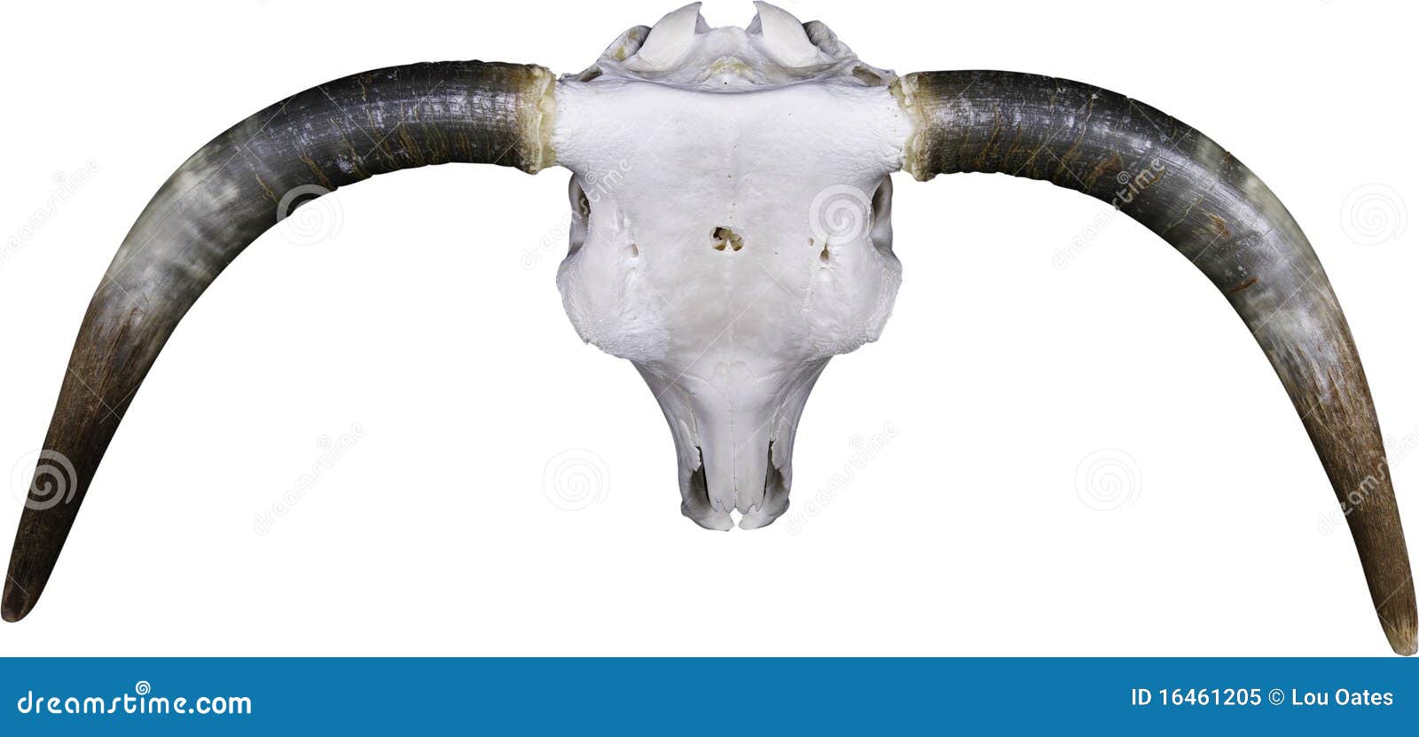 Longhorn skull stock image. Image of skull, skeleton - 16461205