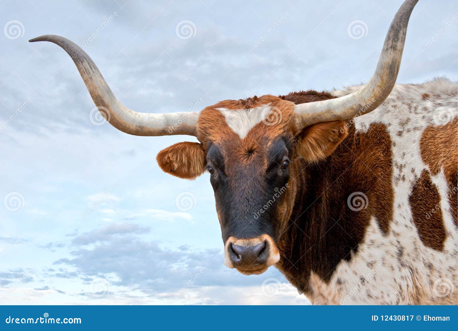 Longhorn and Sky stock image. Image of horn, closeup - 12430817