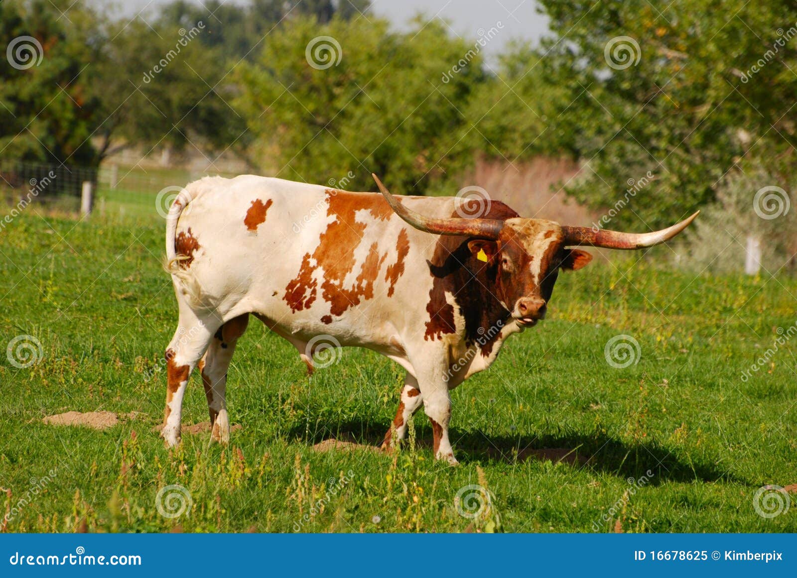 Longhorn Steer stock image. Image of mammal, ranch, cattle - 16678625