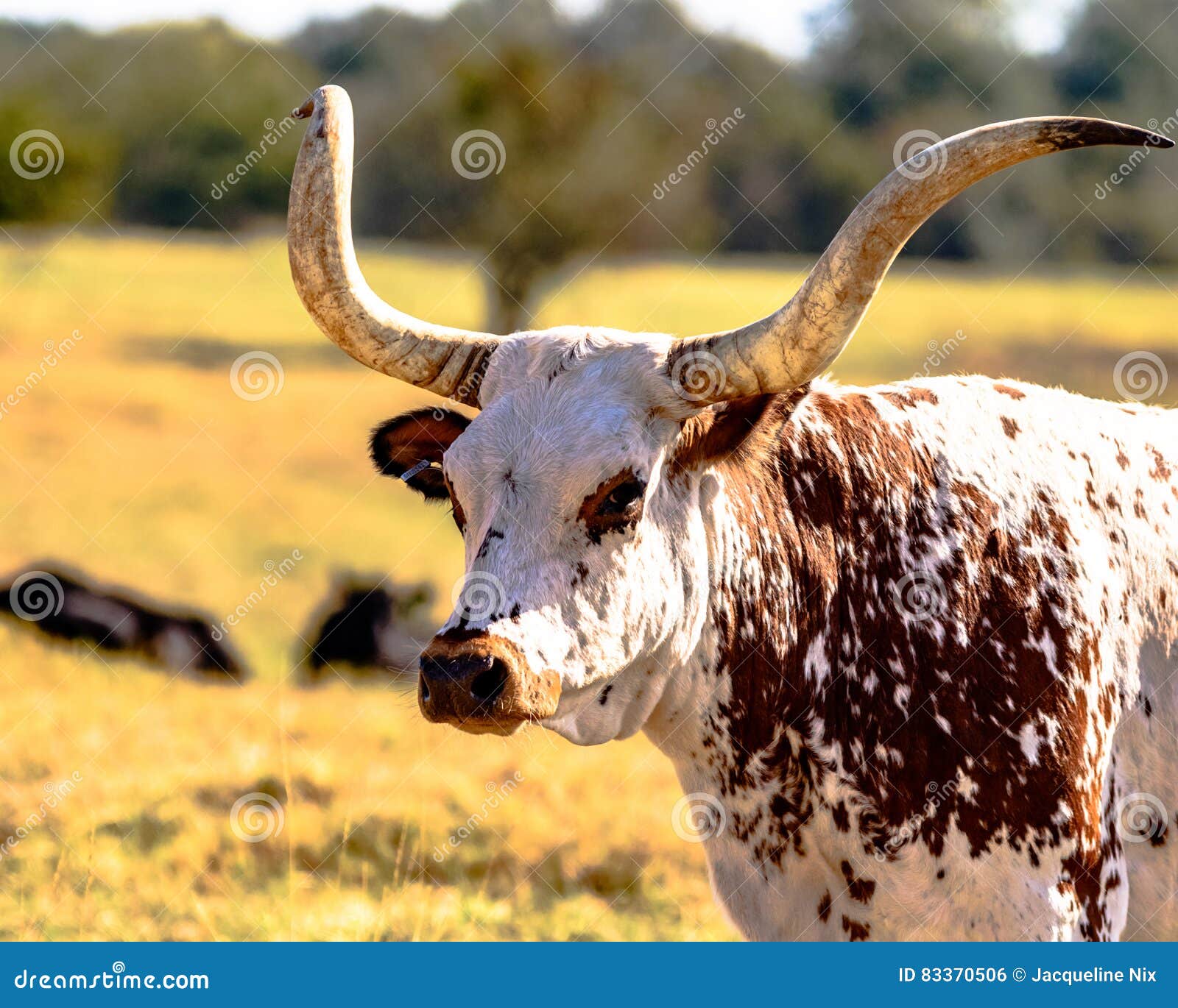 Longhorn Steer Head and Neck Stock Photo - Image of horns, longhorn ...