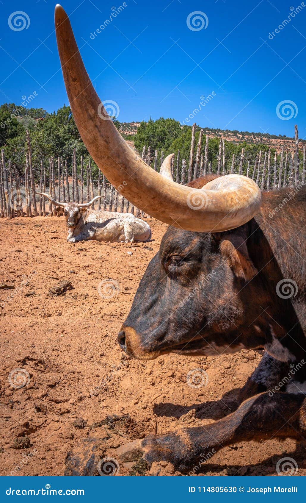 Longhorn Steer stock photo. Image of closeup, beef, animals - 114805630