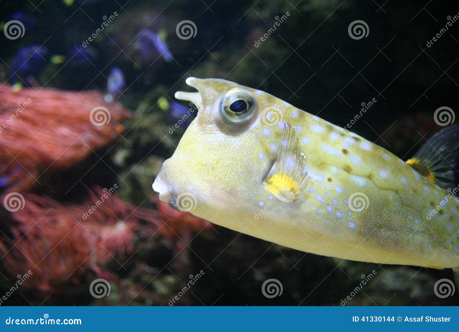 Longhorned Cowfish stock photo. Image of auarium, horn - 41330144