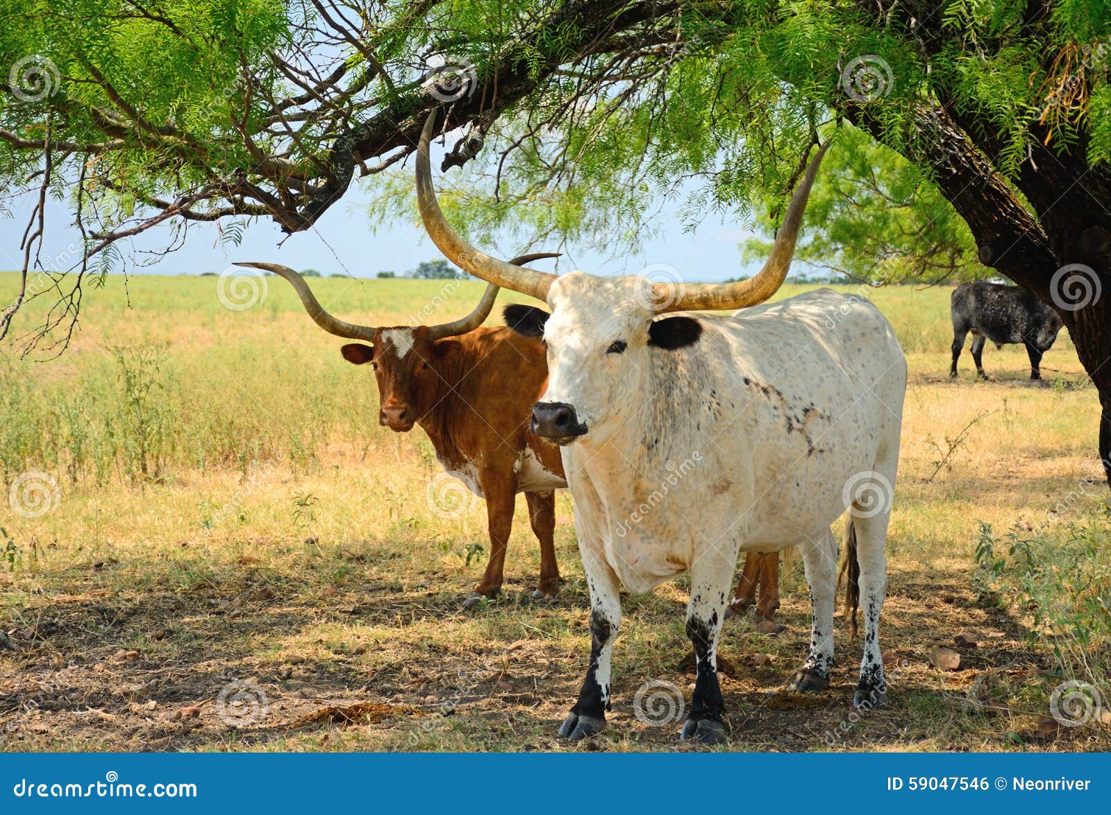 Longhorns in the Shade stock photo. Image of livestock - 59047546