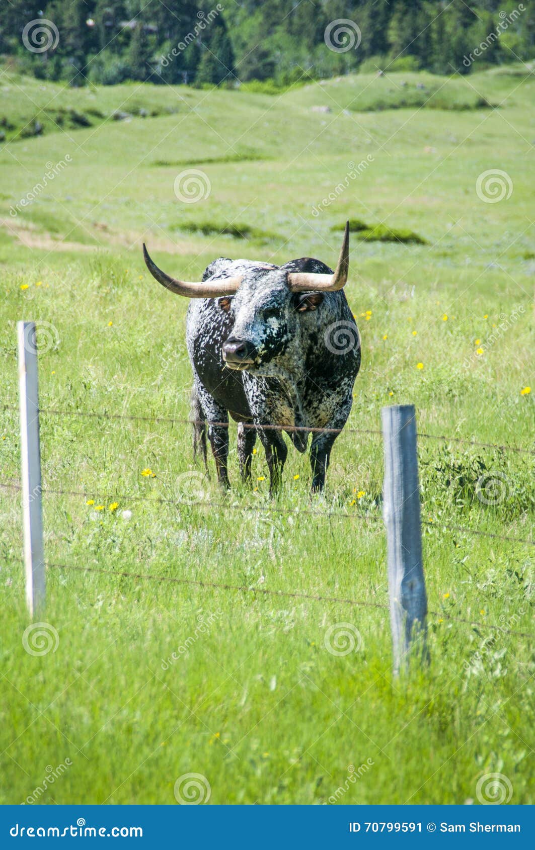 Longhornu byk z rogami obraz stock. Obraz złożonej z brawan - 70799591