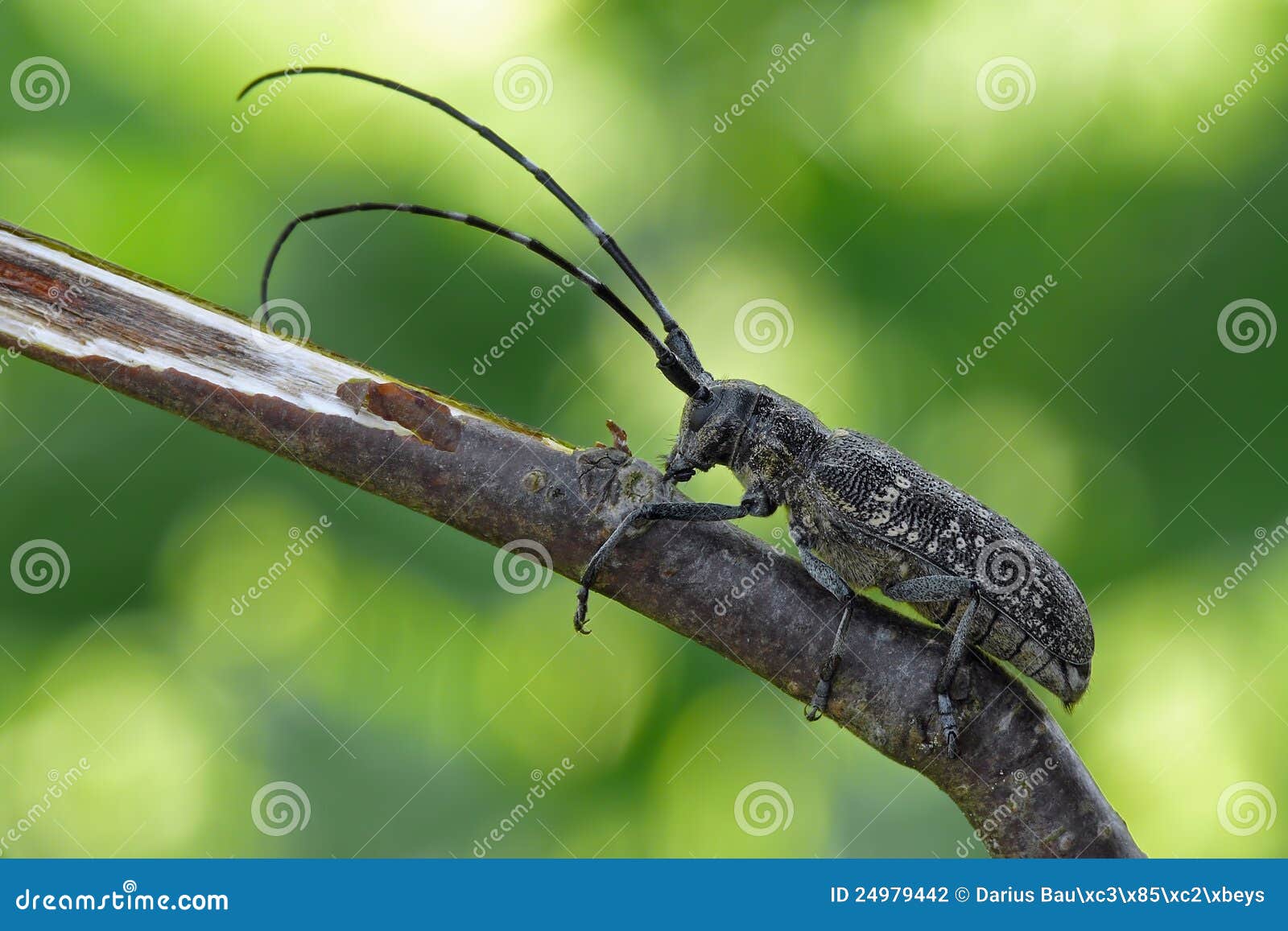 Longicorn stock photo. Image of pine, beetle, pied, macro - 24979442