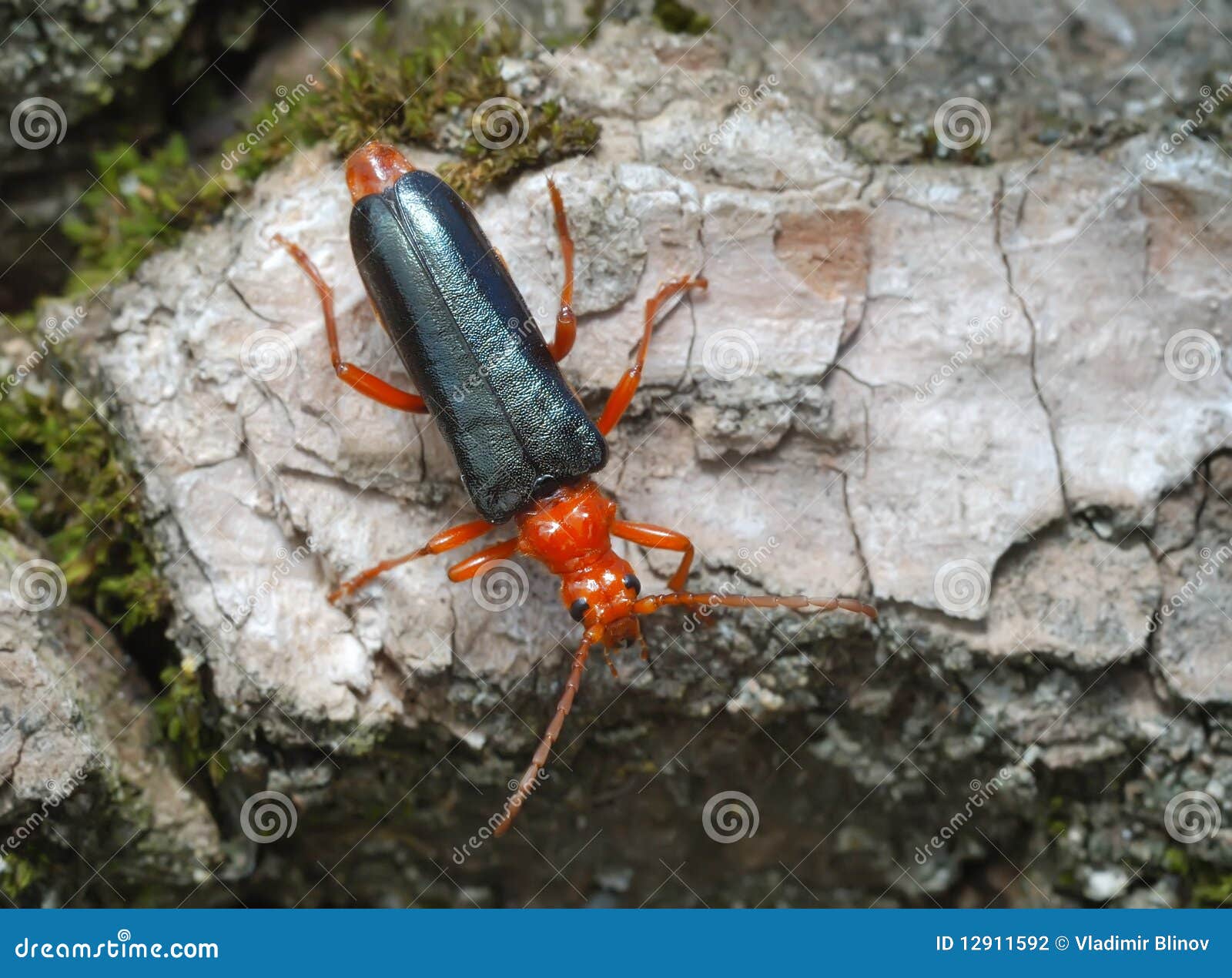 Longicorn Beetle on the Bark of a Tree Stock Photo - Image of tree ...