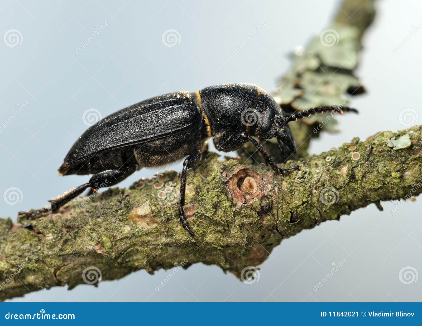 Longicorn Beetle on a Branch. Stock Image - Image of shiny, longicorn ...