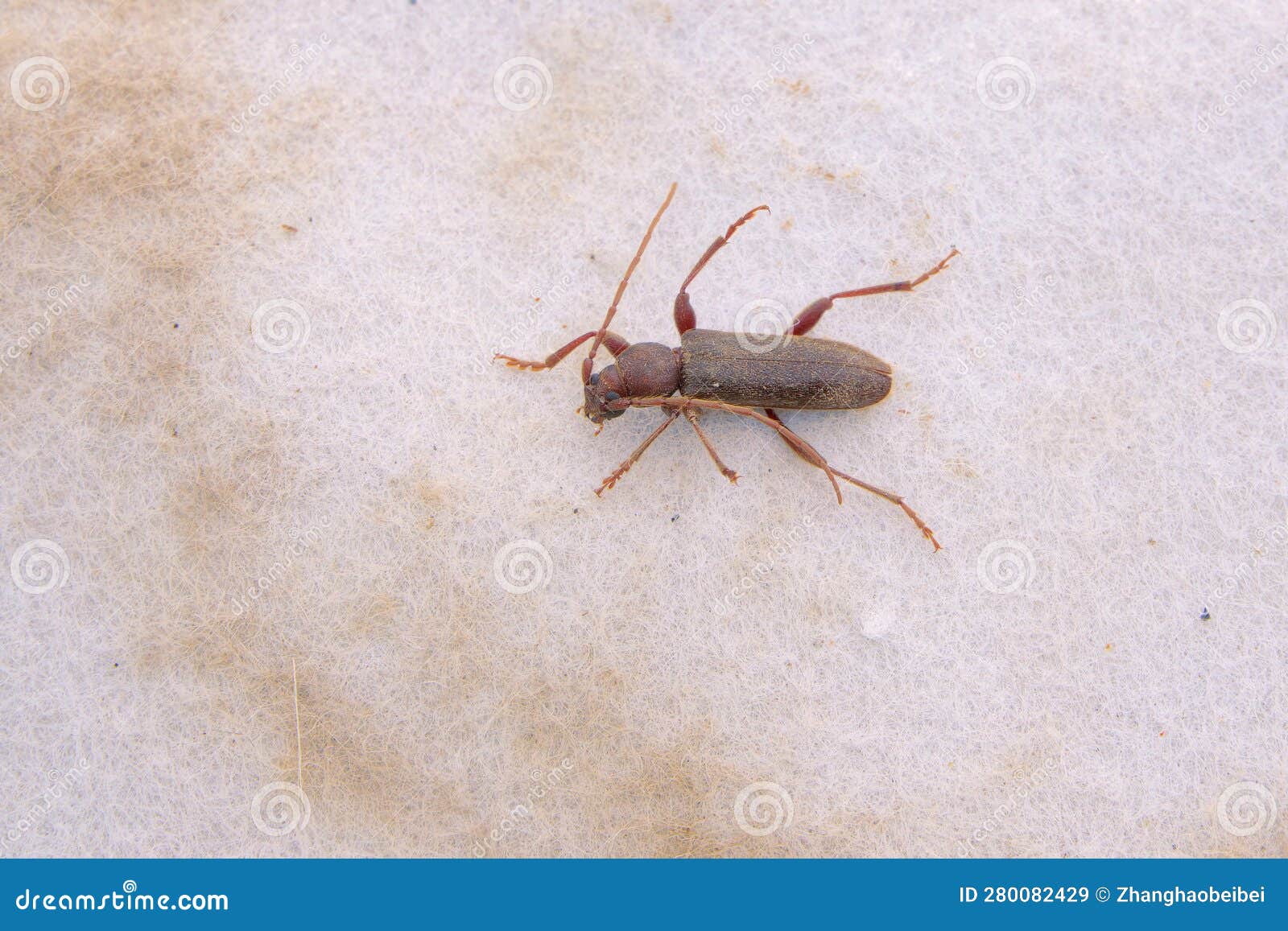 Longicorn beetle stock image. Image of wildlife, long - 280082429