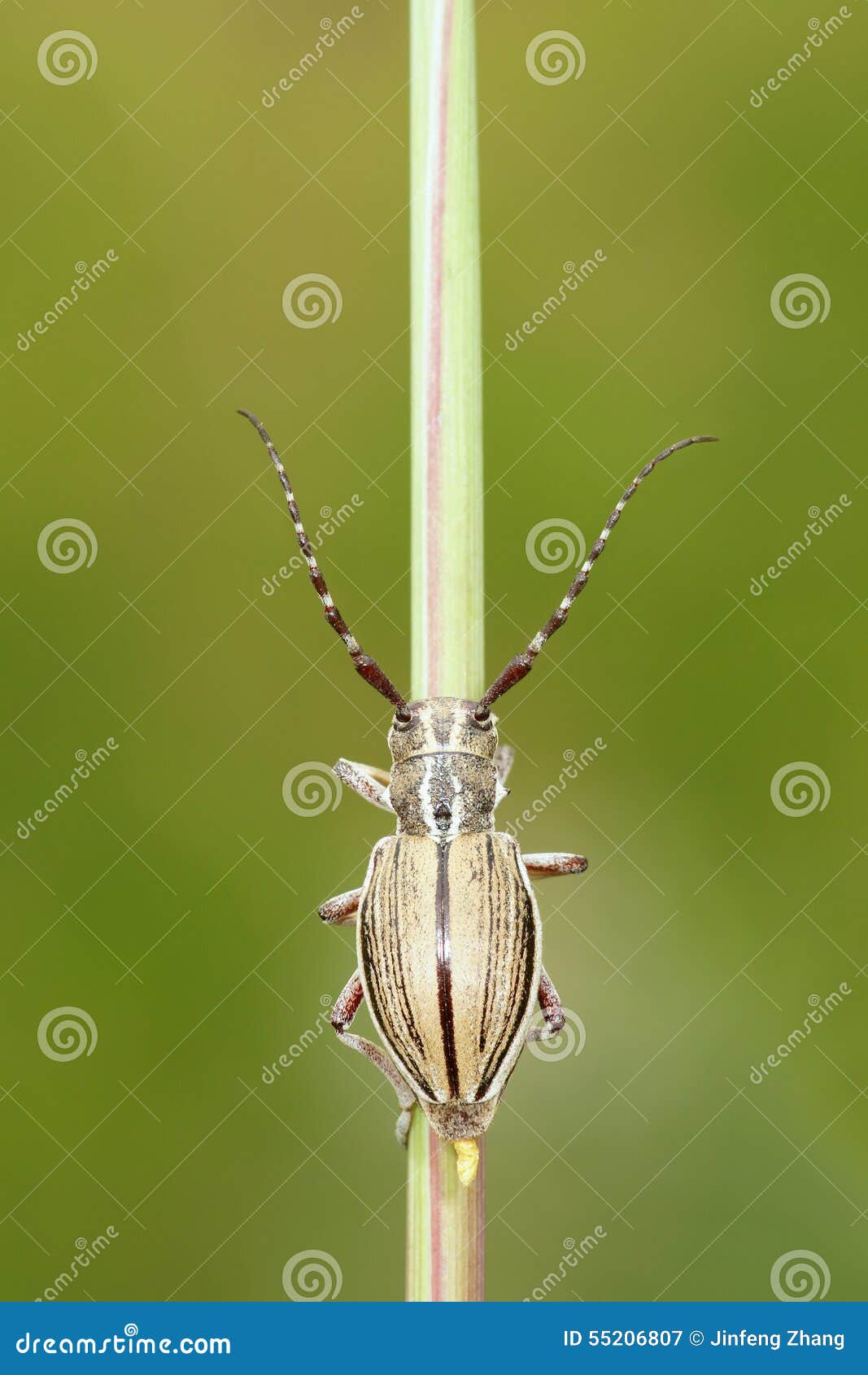 Longicorn beetle stock image. Image of virgatum, lamiinae - 55206807