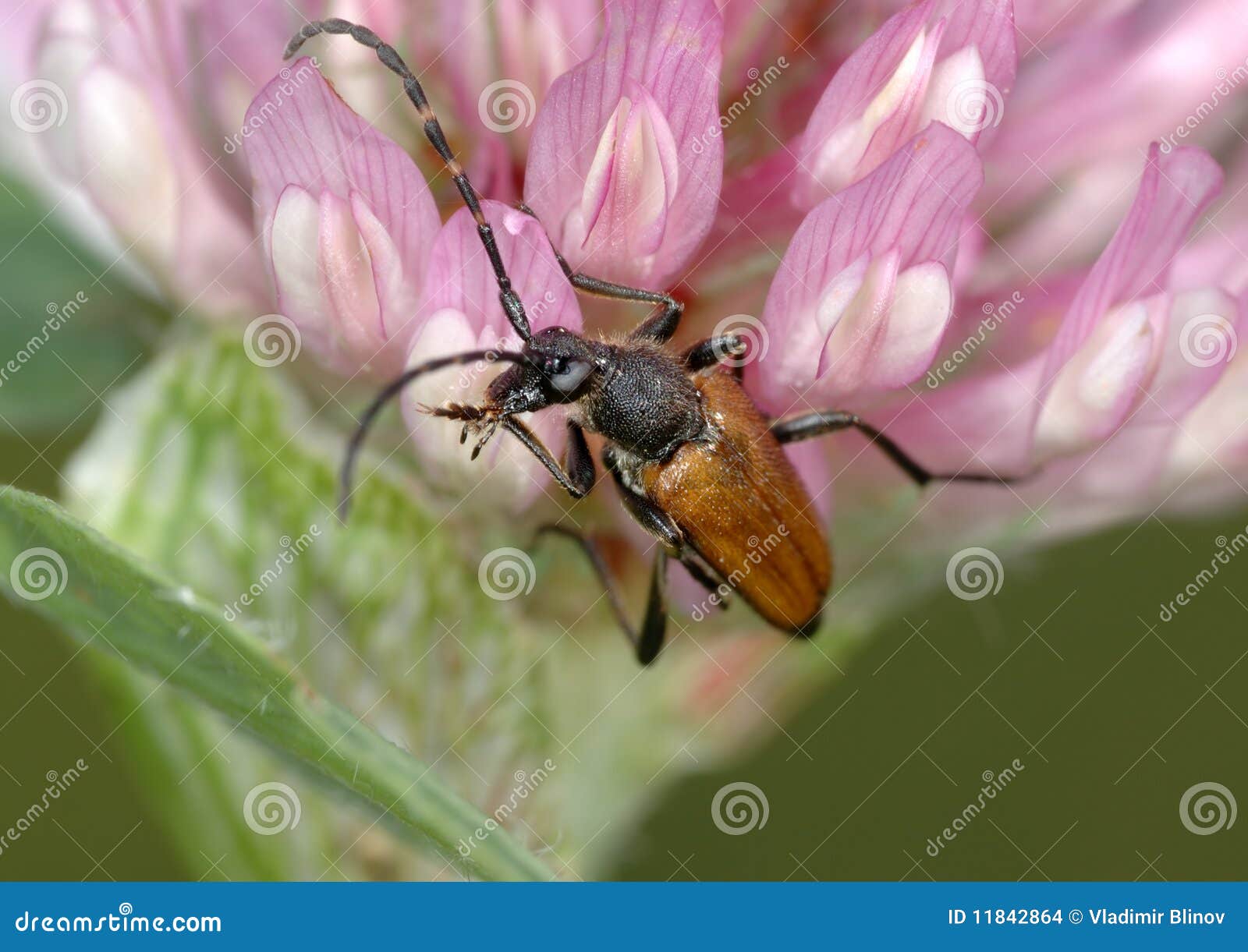 Longicorn Beetle on a Flower. Stock Photo - Image of brown, claw: 11842864